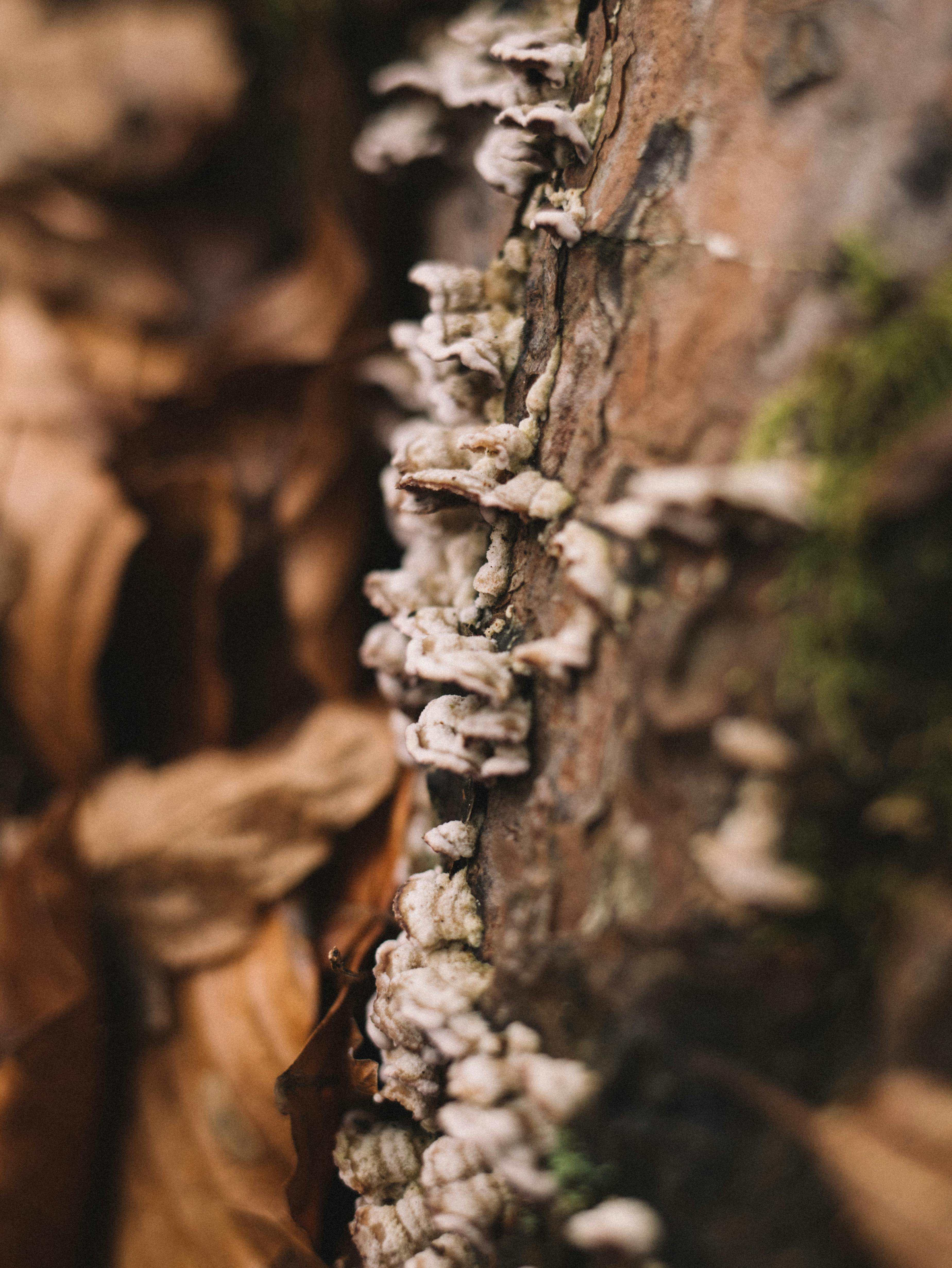 Yellow Mold on Tree Trunk · Free Stock Photo