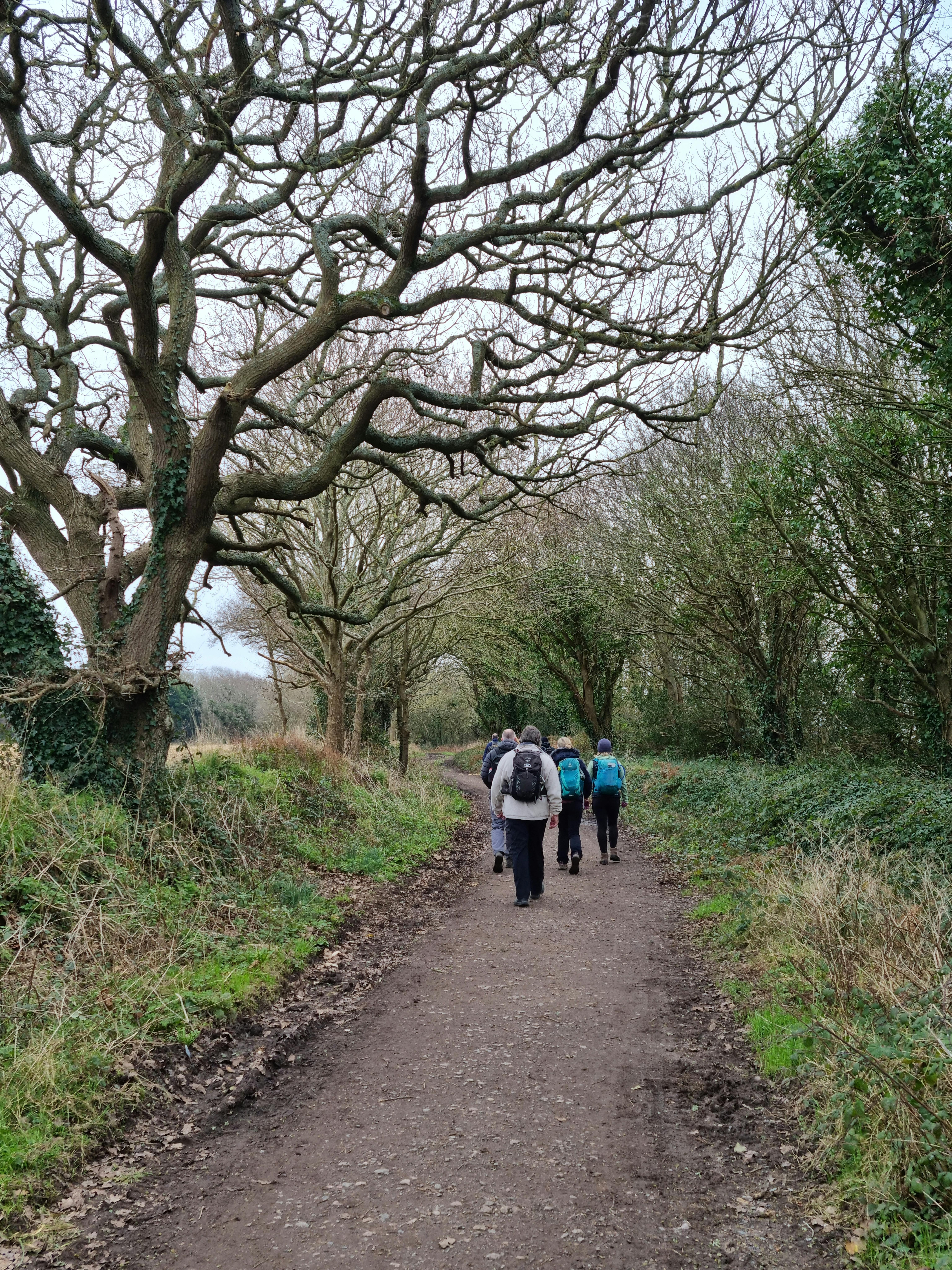 People Walking on a Pathway Near Bare Trees · Free Stock Photo
