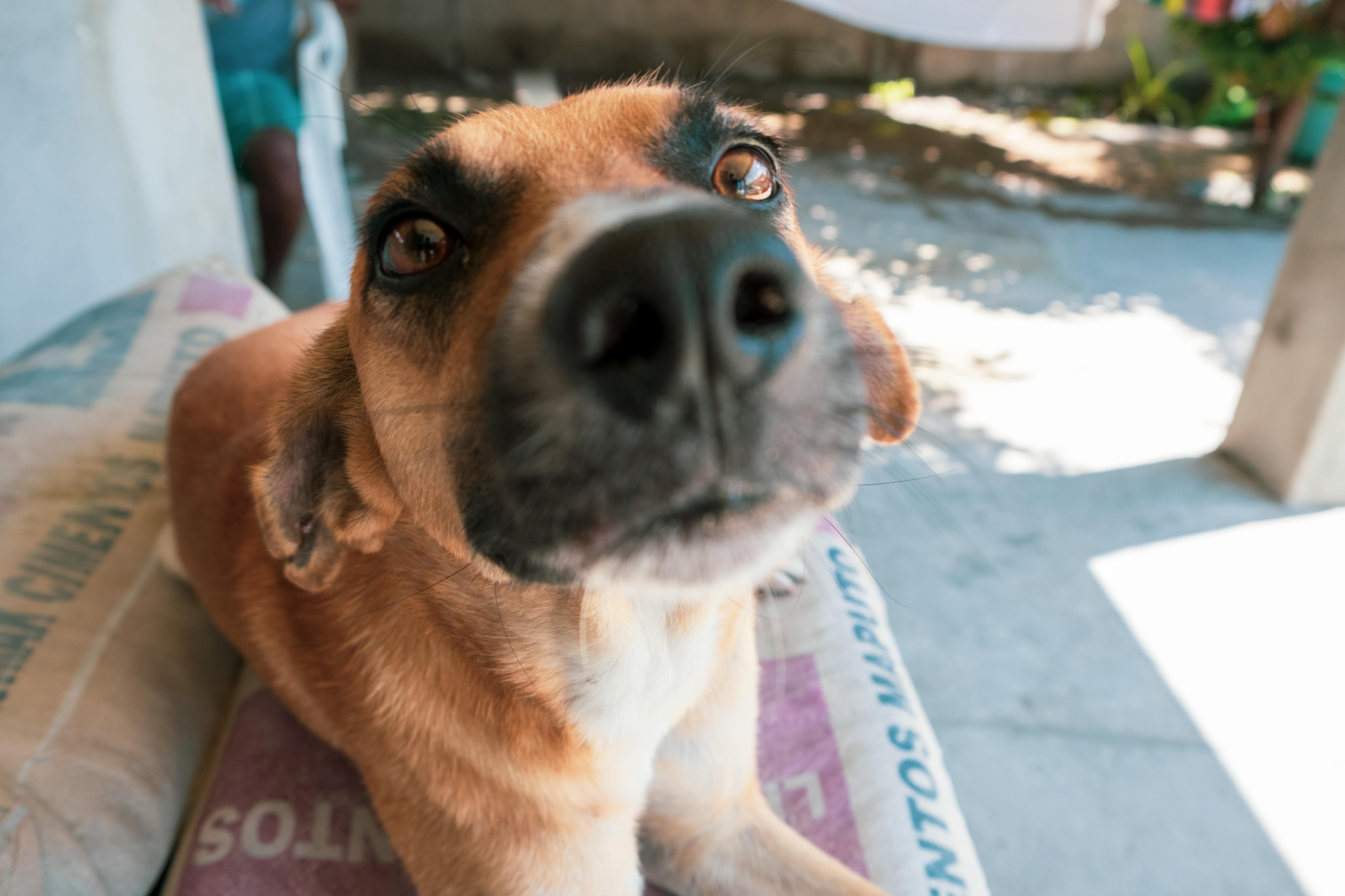 Close-Up Shot of Brown Dog Near the Cyclone Fence · Free Stock Photo