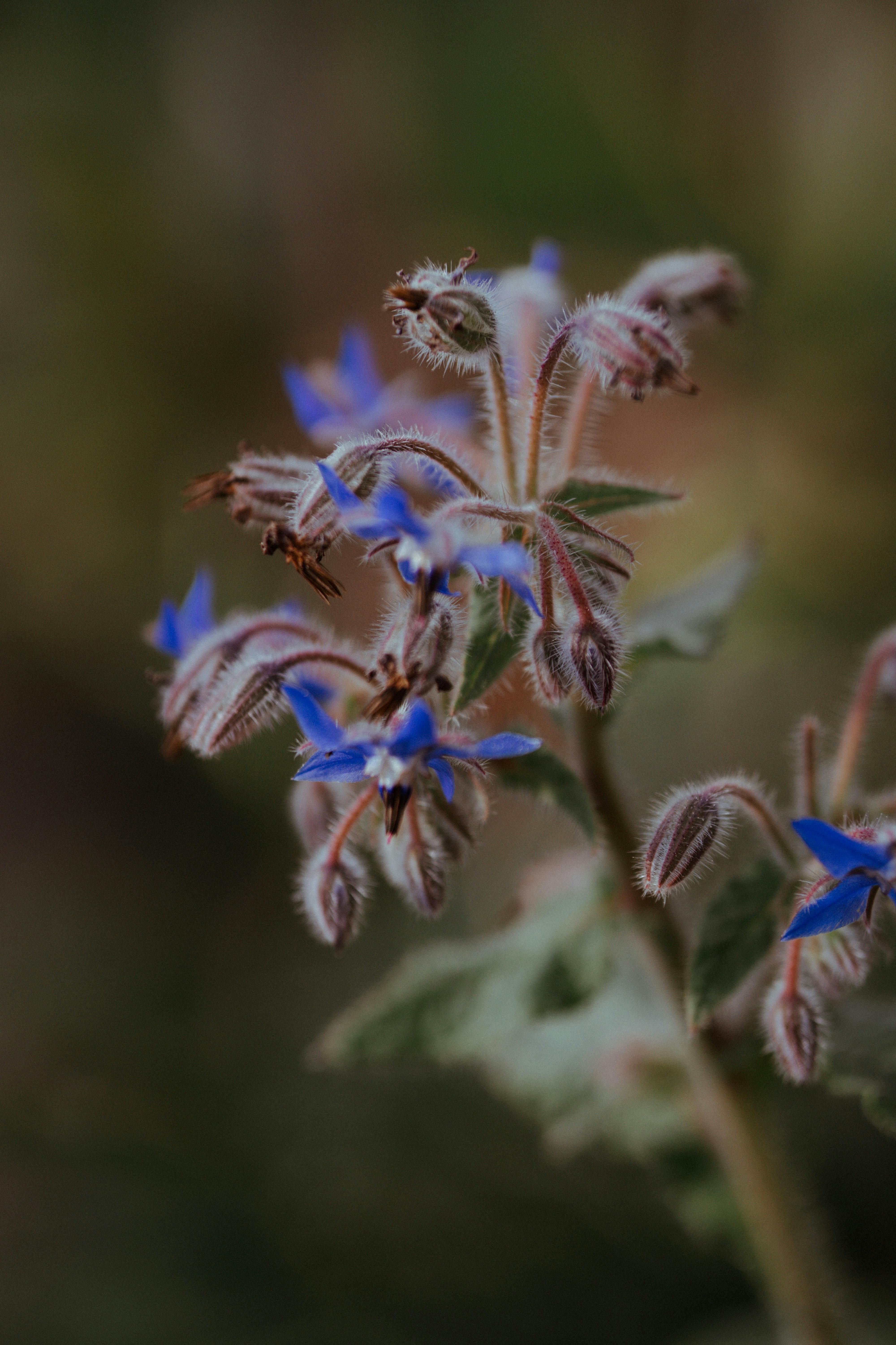 Borage Photos, Download The BEST Free Borage Stock Photos & HD Images