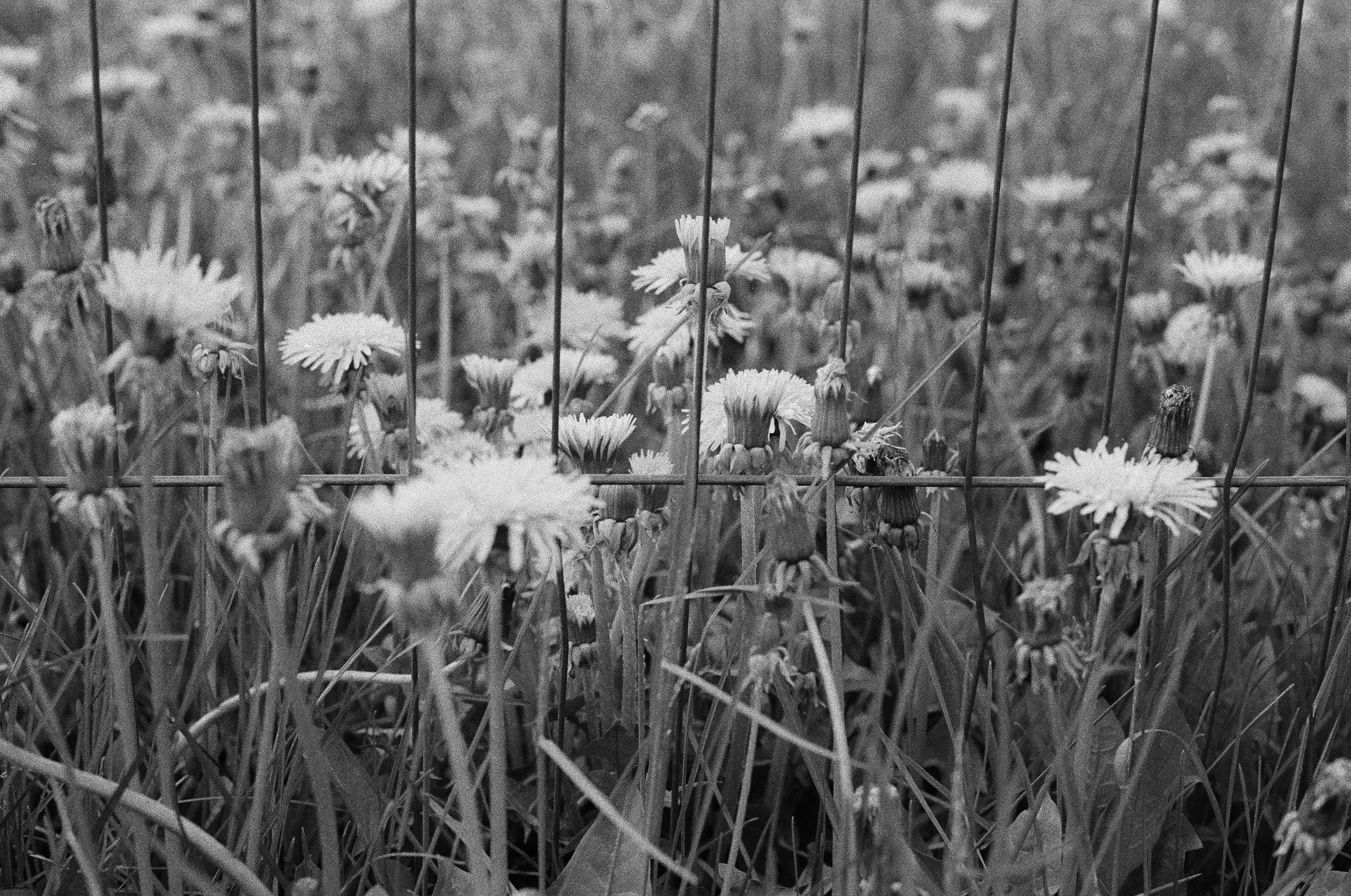 Grayscale Photo of Plants · Free Stock Photo