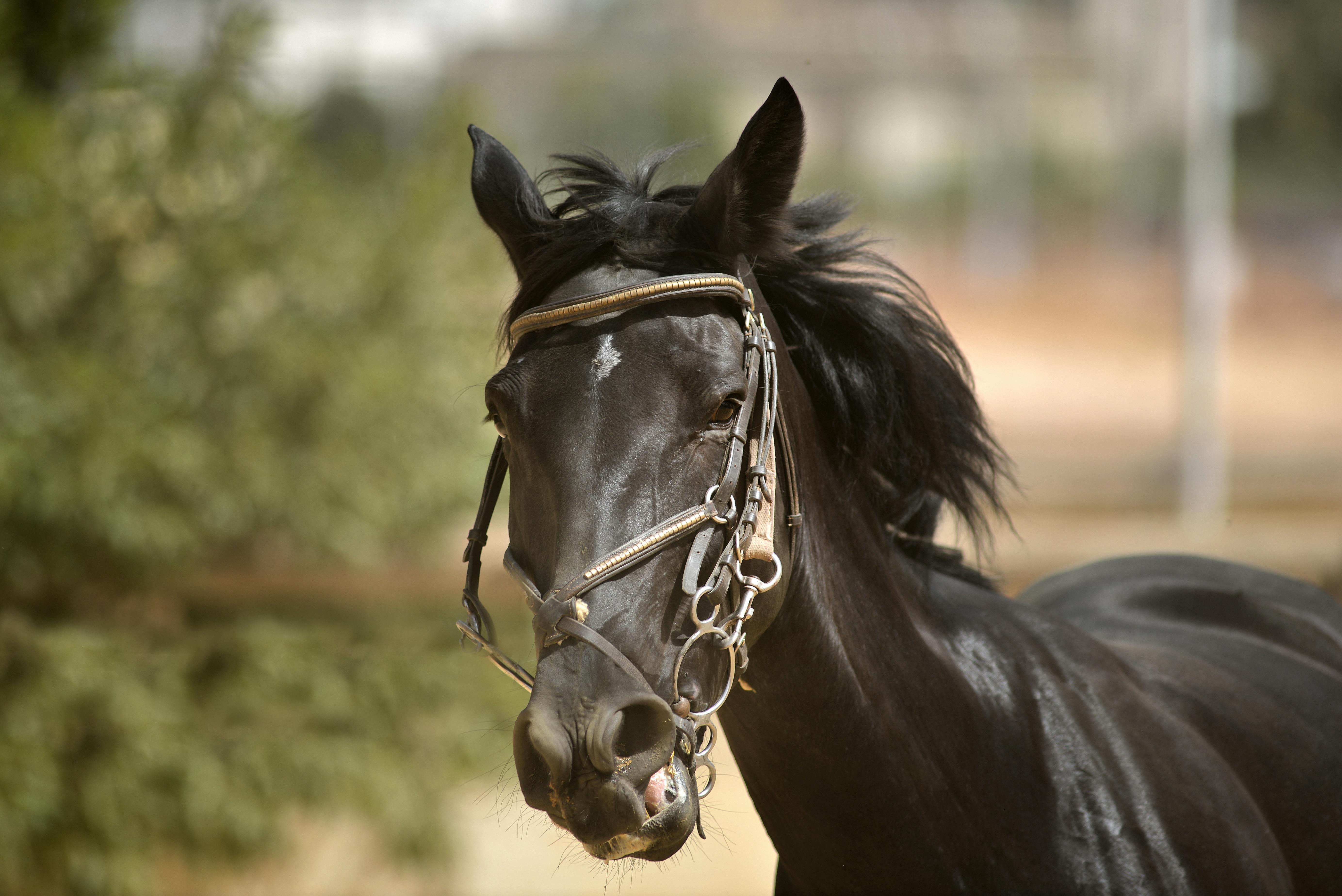 Black Stallion Close-Up Photo · Free Stock Photo