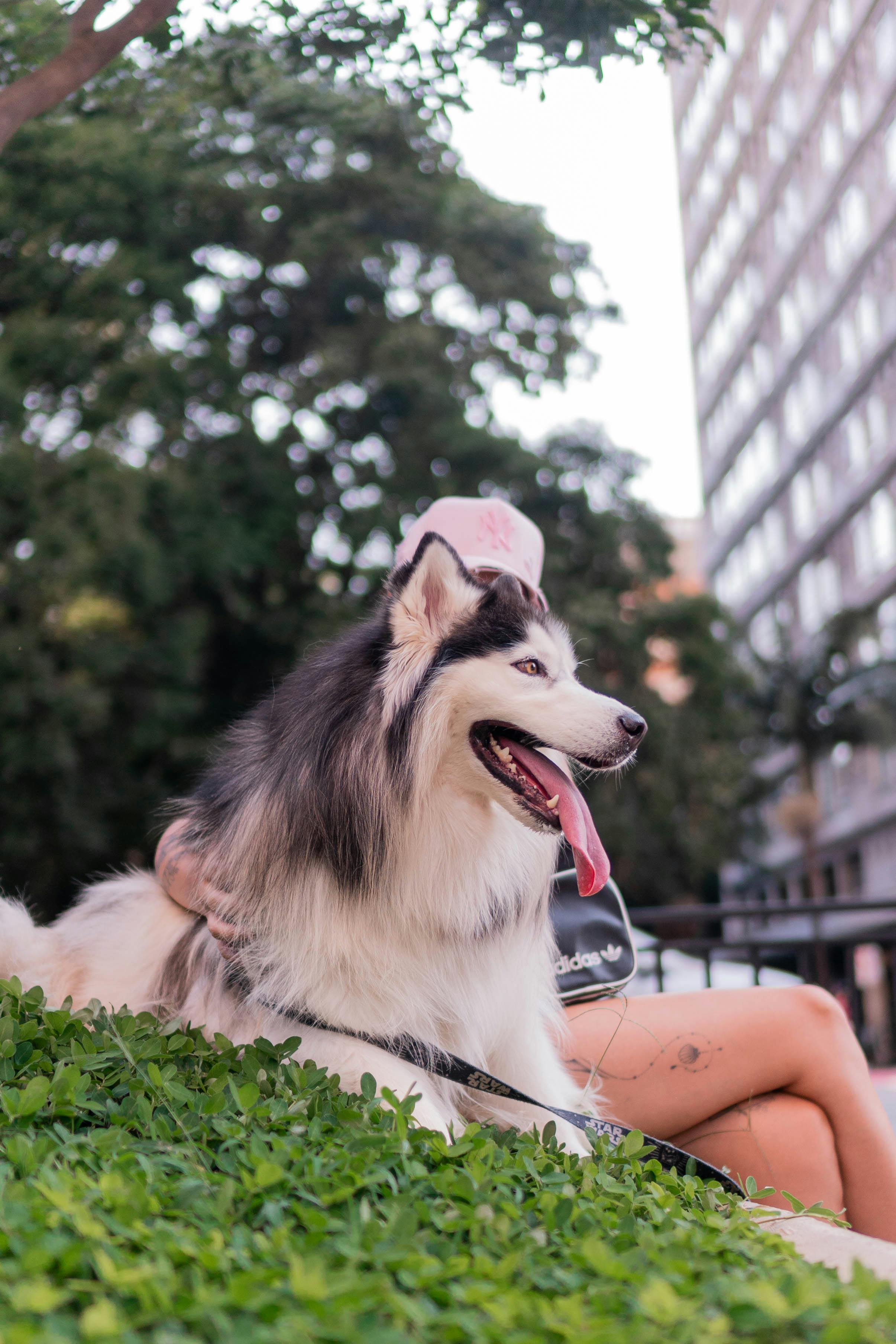 Dog Retching Photos, Download The BEST Free Dog Retching Stock Photos ...