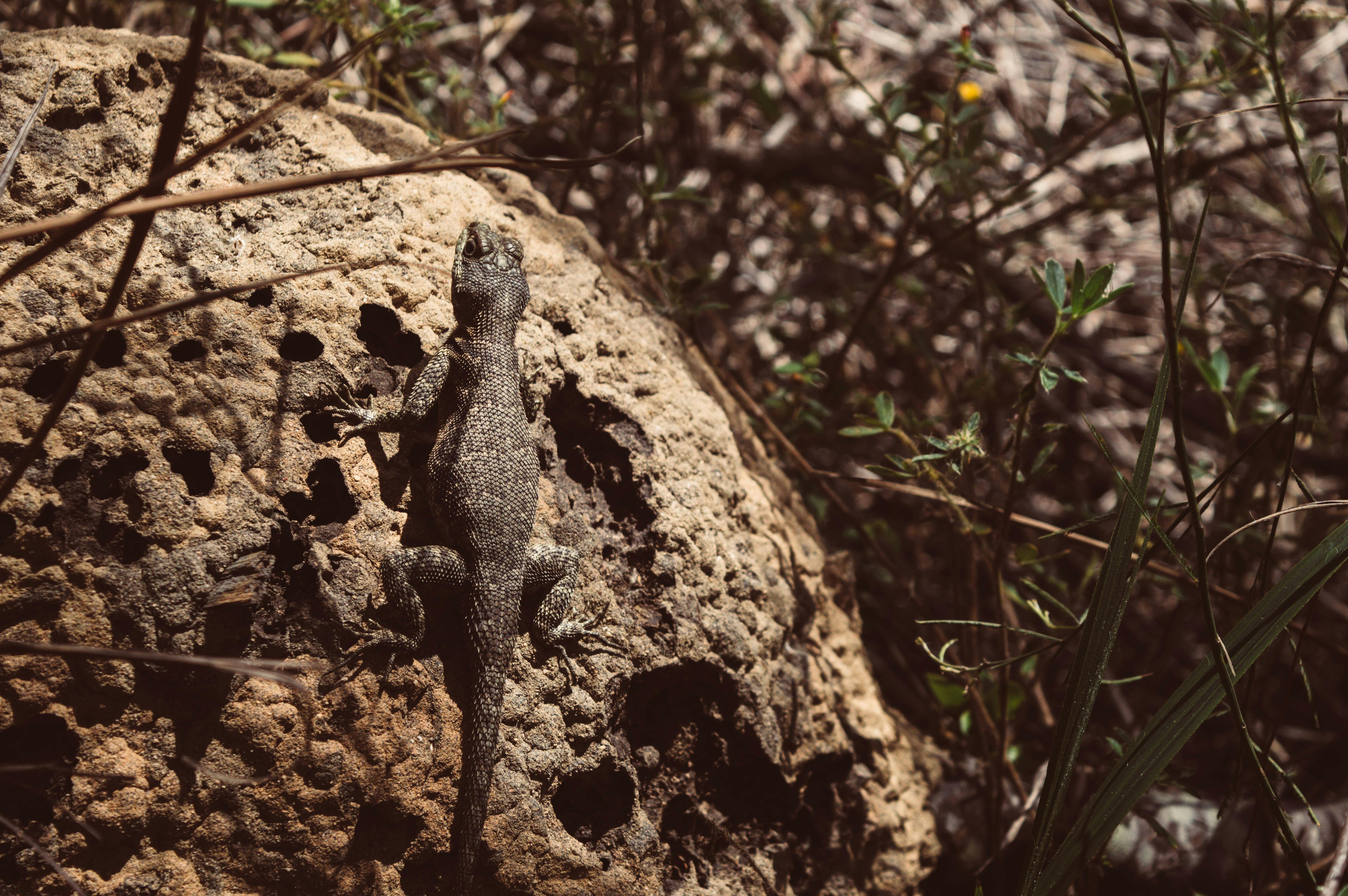 Close-Up Photo of Lizard On Rock · Free Stock Photo