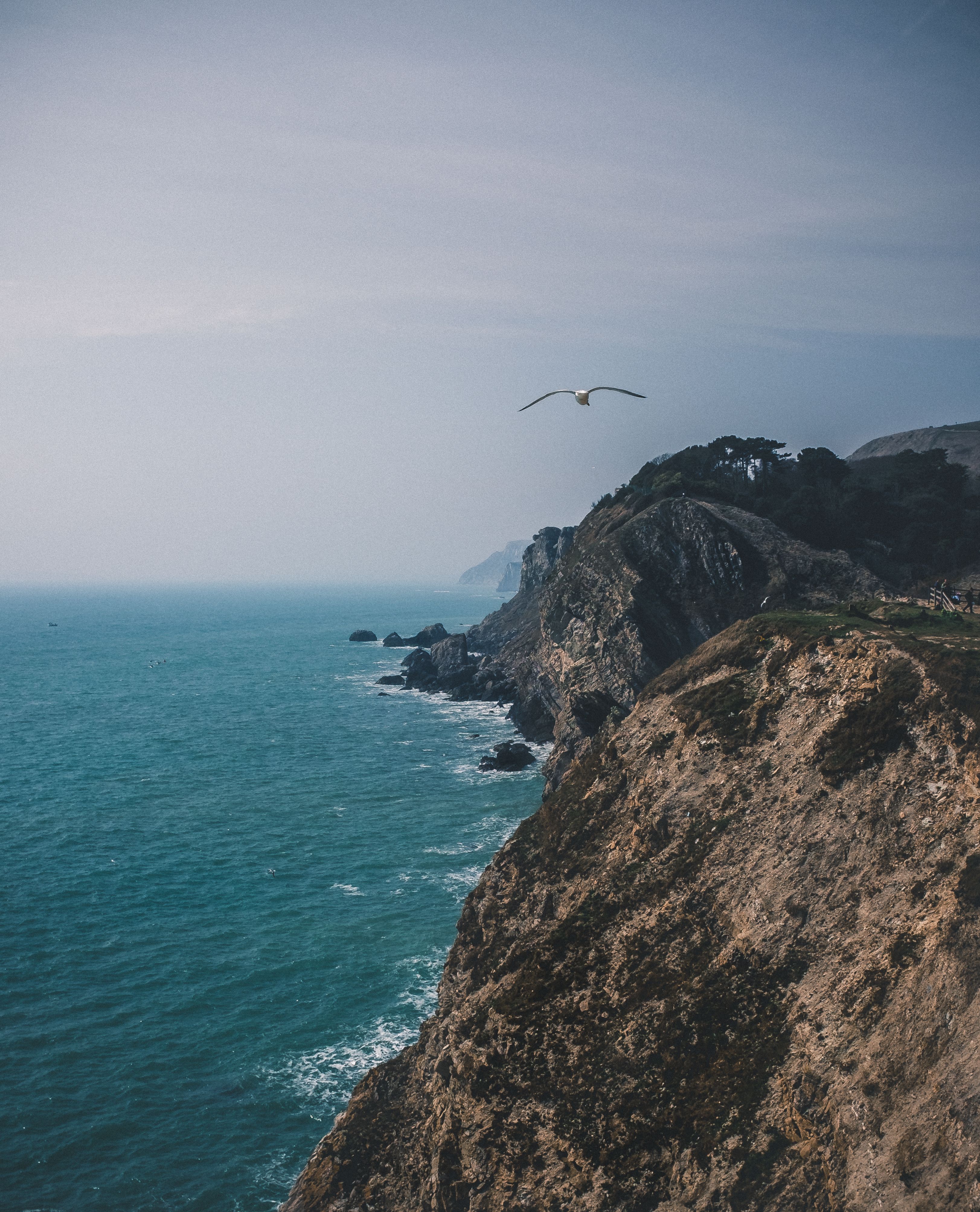 Low Angle Bird Flying High Above Photos, Download The BEST Free Low ...