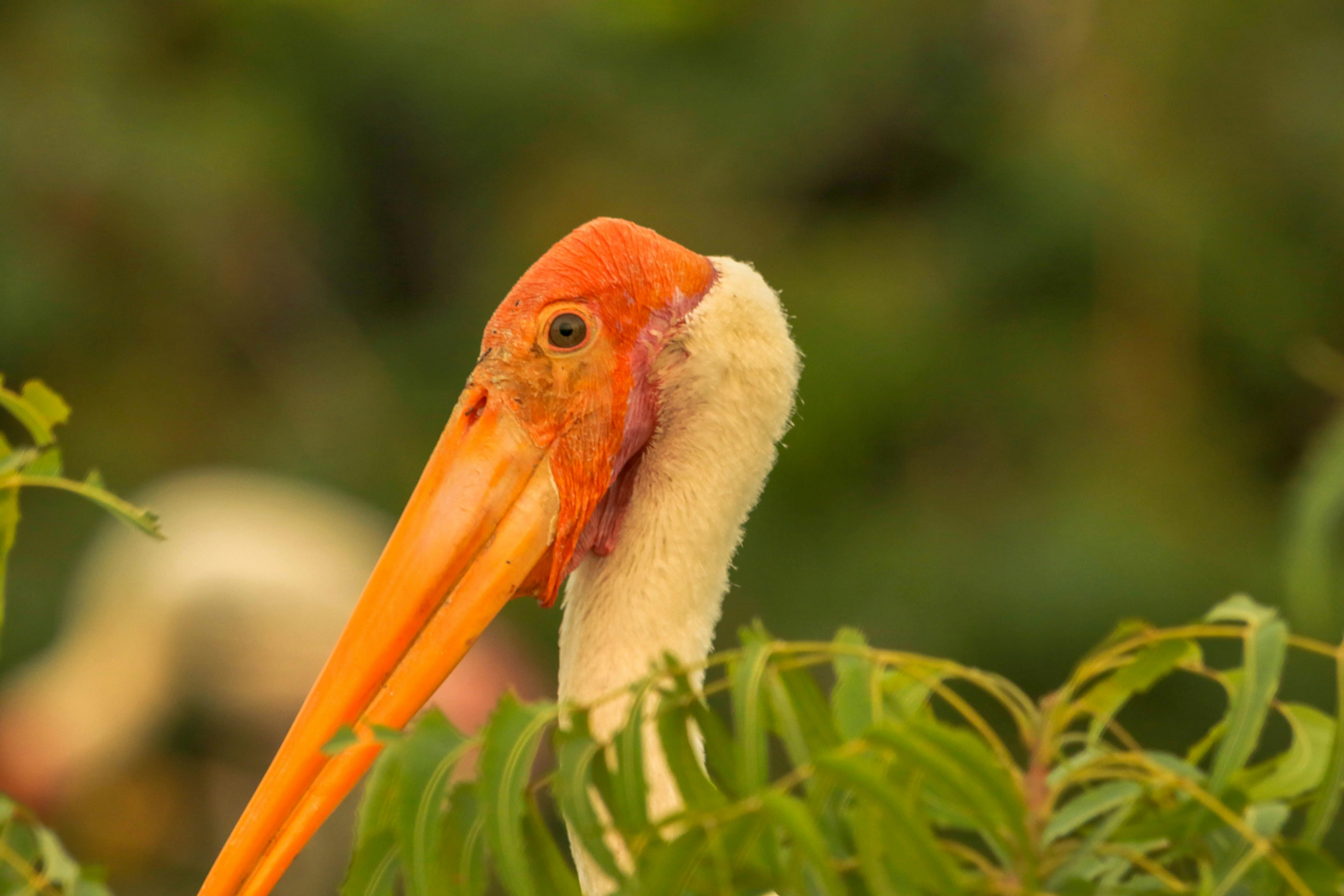 Close-Up Shot of Painted Stork · Free Stock Photo