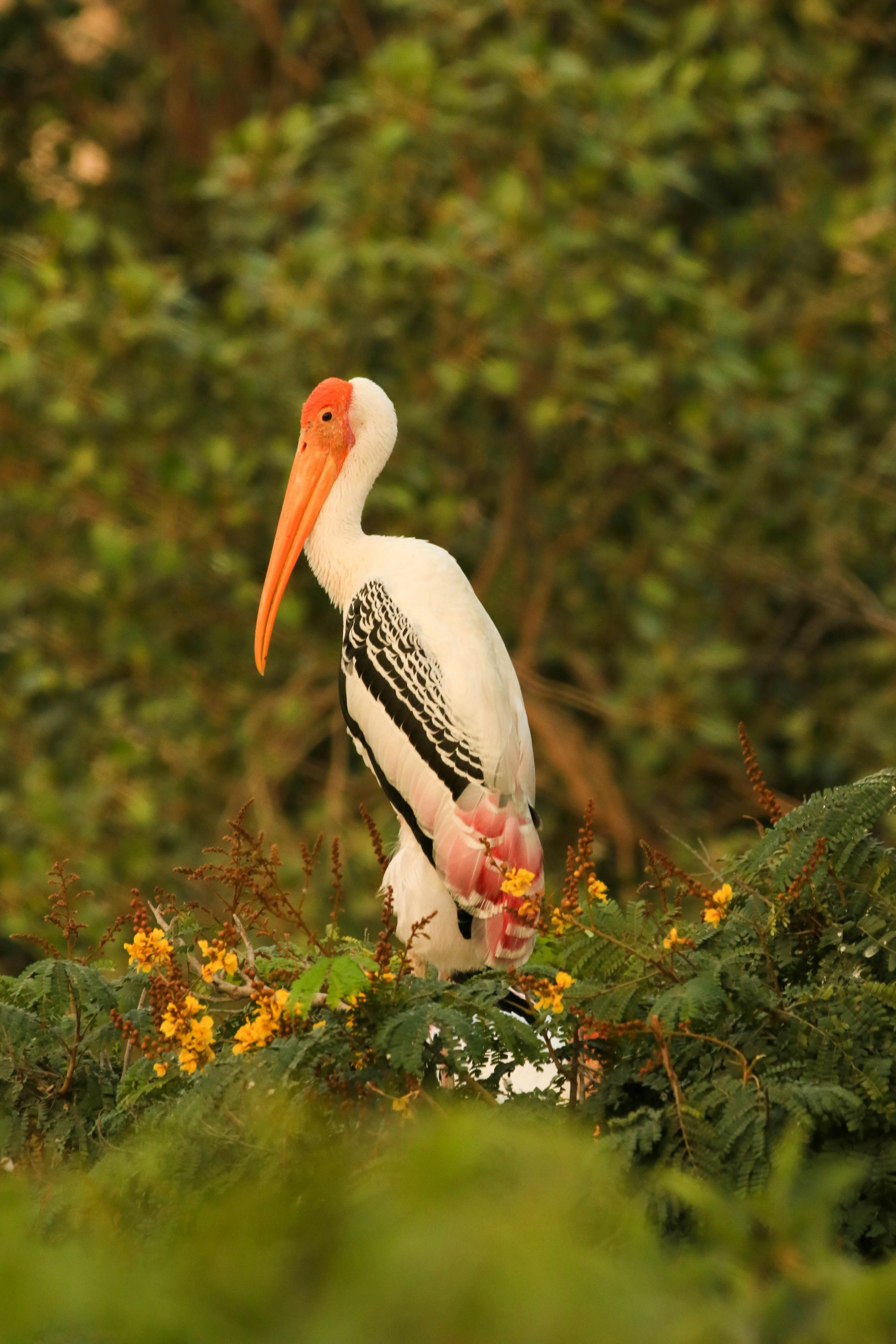 Close-up of a Painted Stork Bird · Free Stock Photo