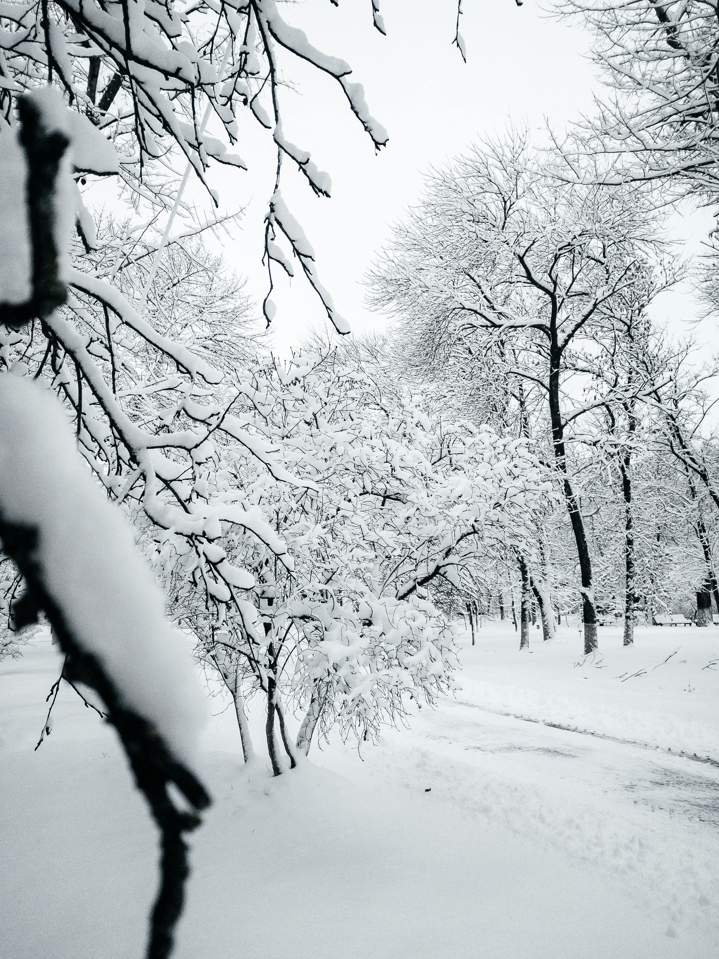 Snow Covered Trees · Free Stock Photo