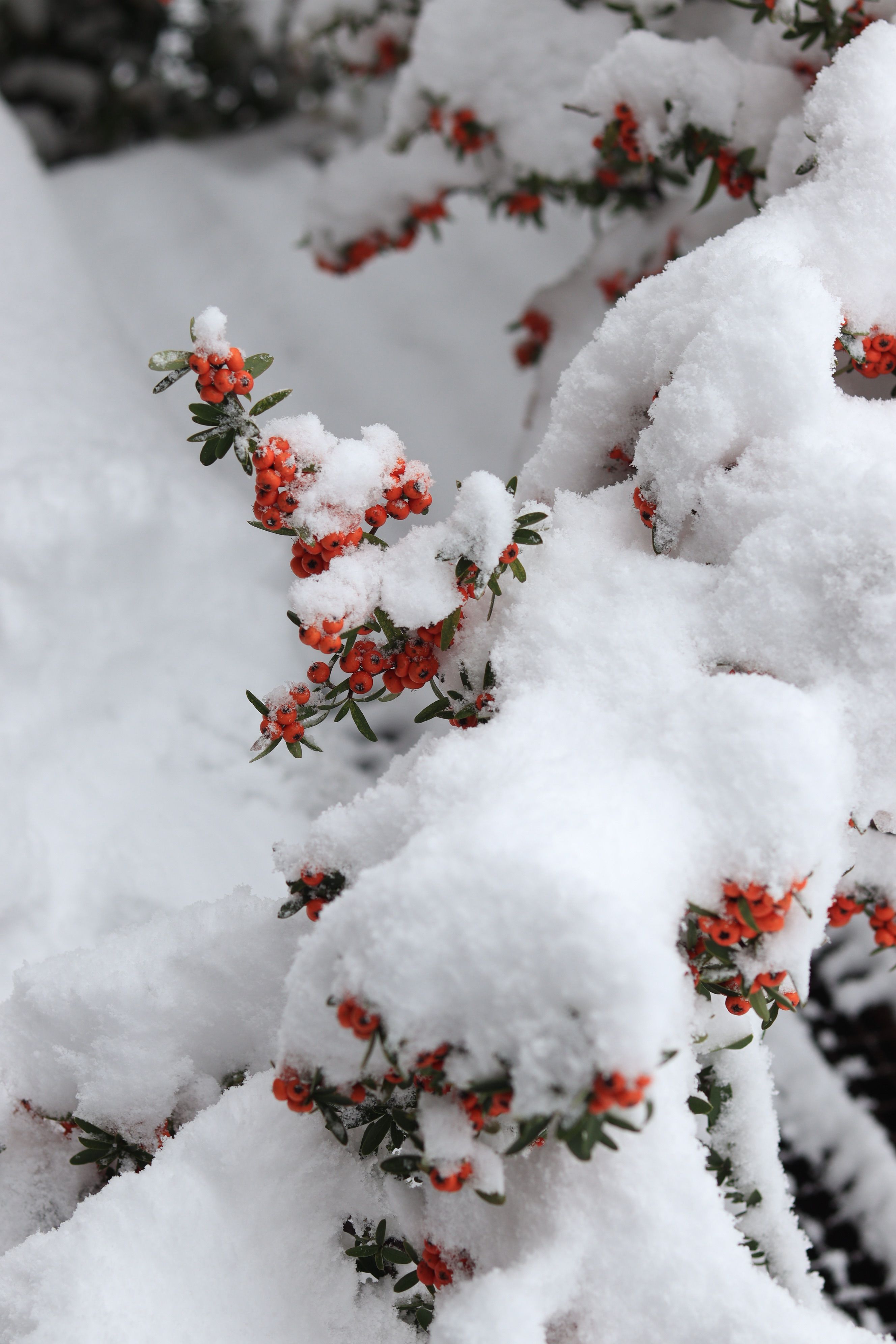 Fruit Covered With Snow · Free Stock Photo