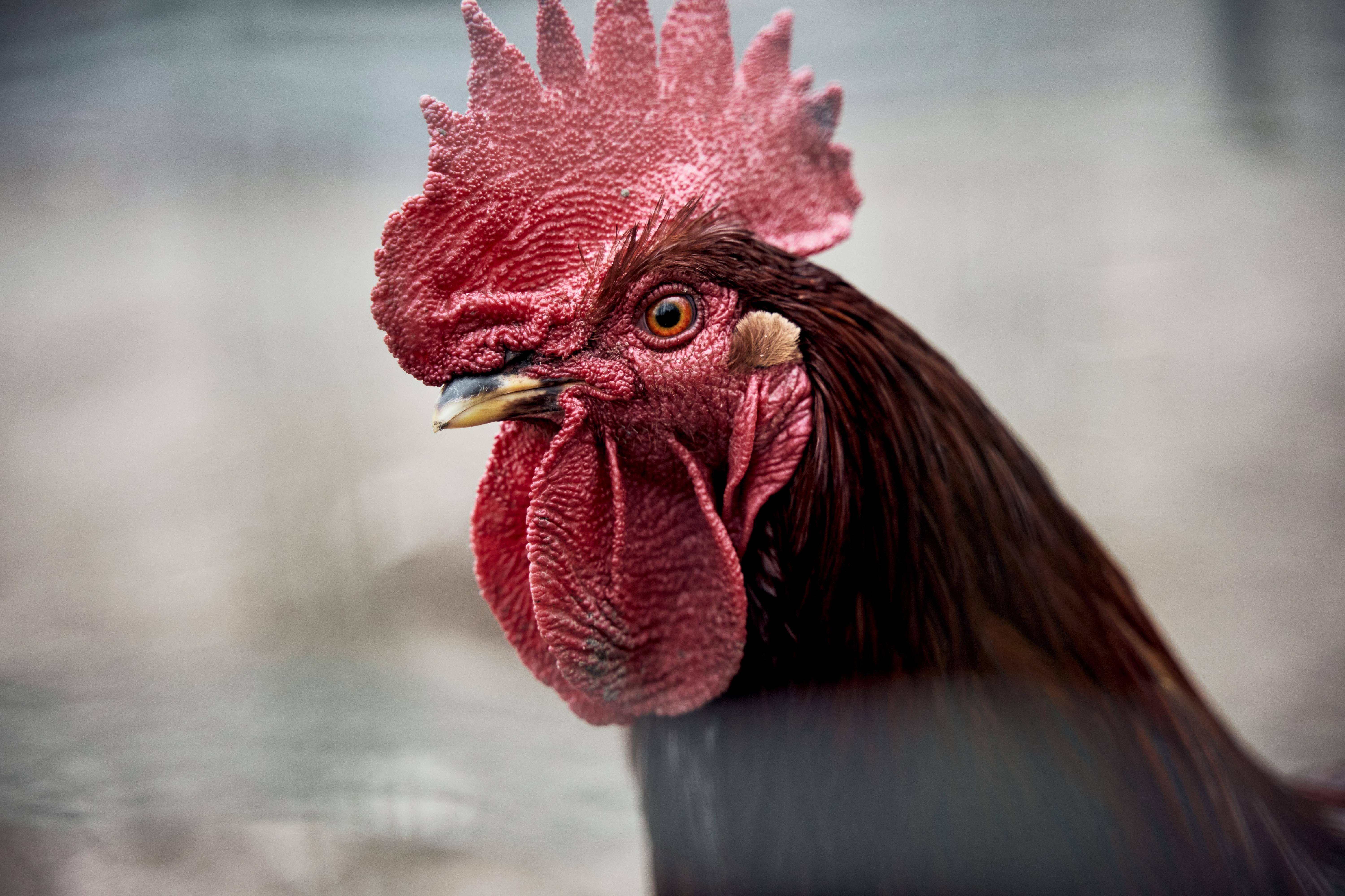 Close-Up Shot of a Rooster · Free Stock Photo