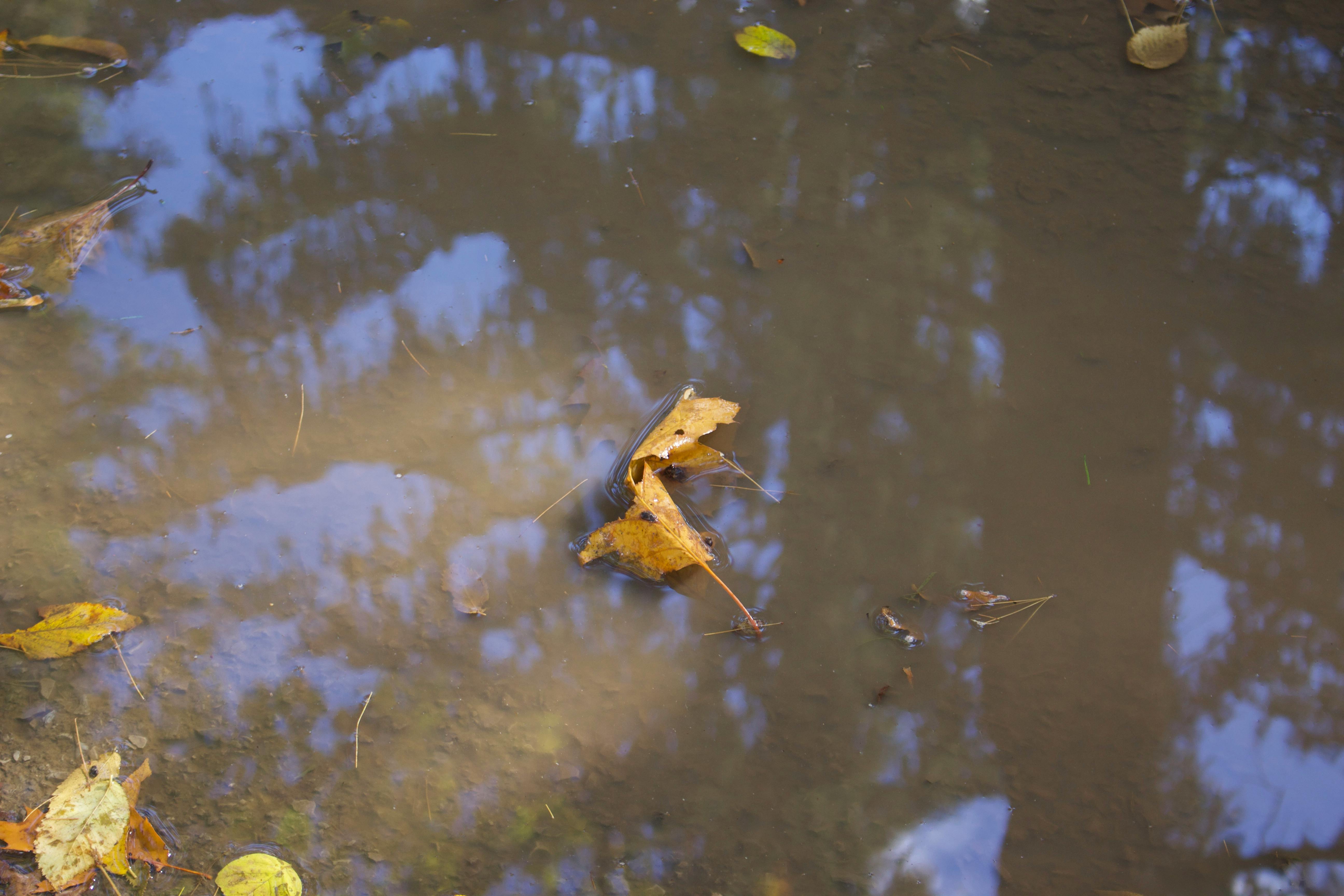 The Bruce Trail 18 Photos & Videos Collected by Mattea Valvano