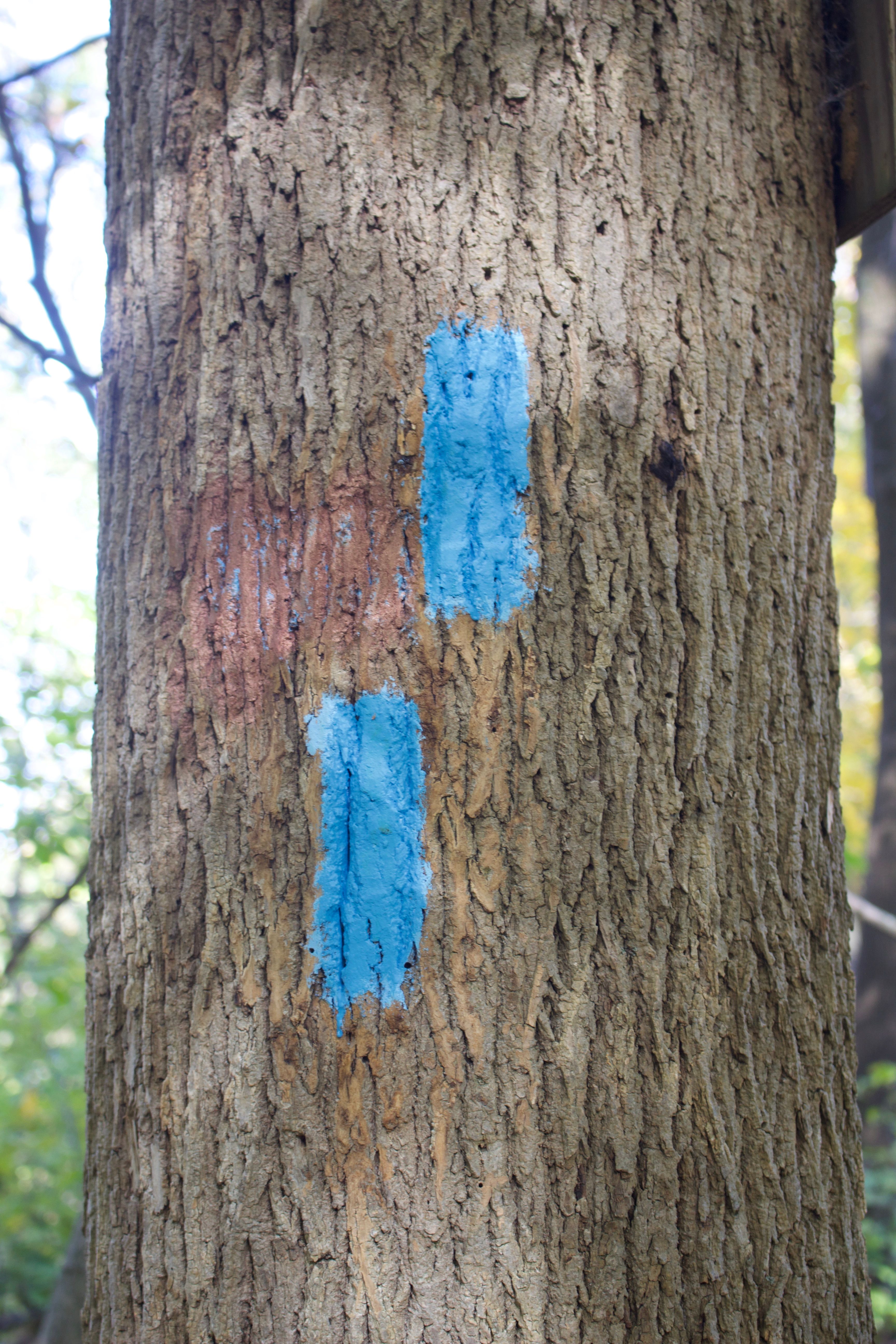 Mattea Valvano 所收藏的 18 個 The Bruce Trail 相片和影片