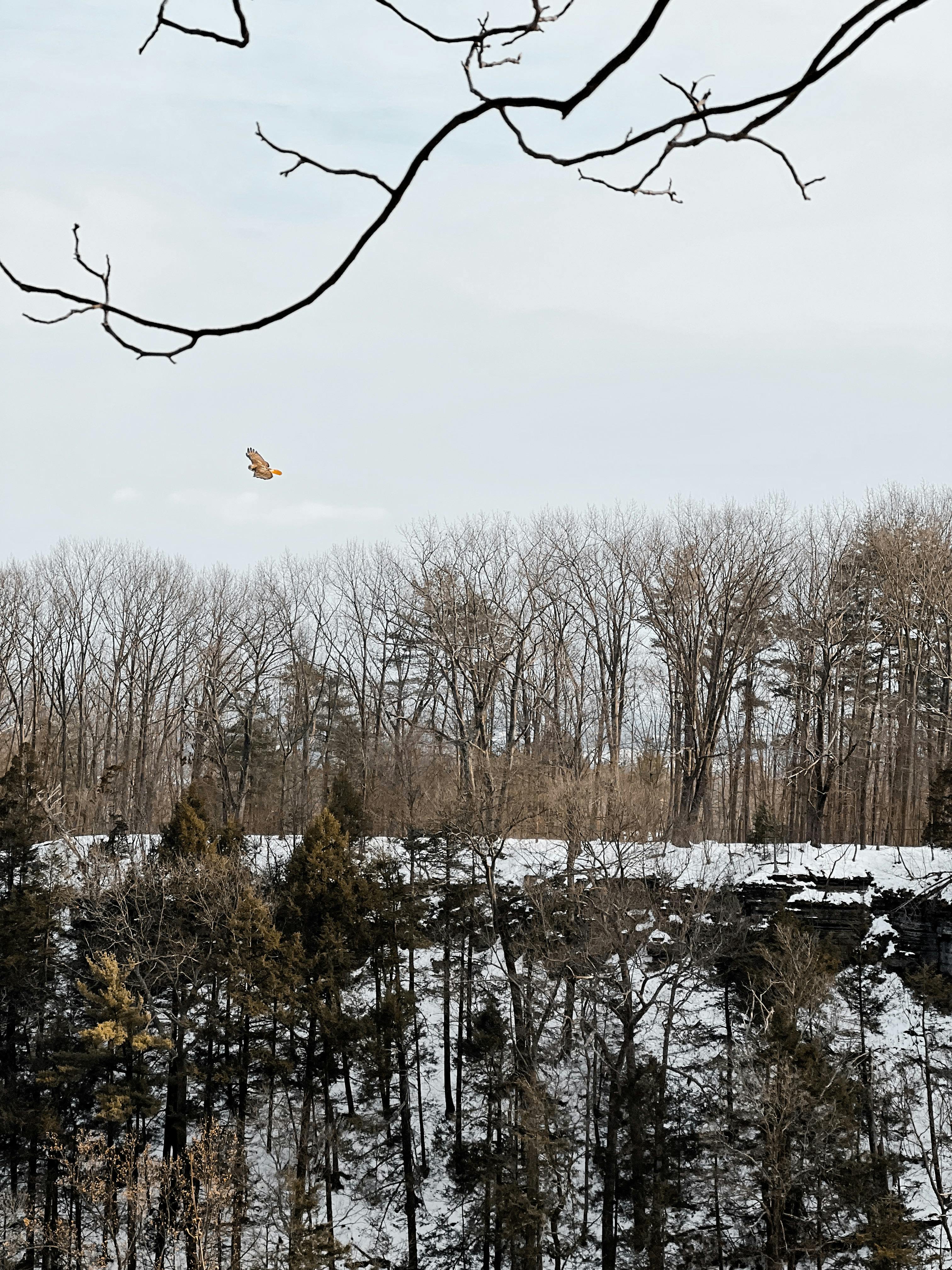 Hawk Winter Wallpaper Photos, Download The BEST Free Hawk Winter ...