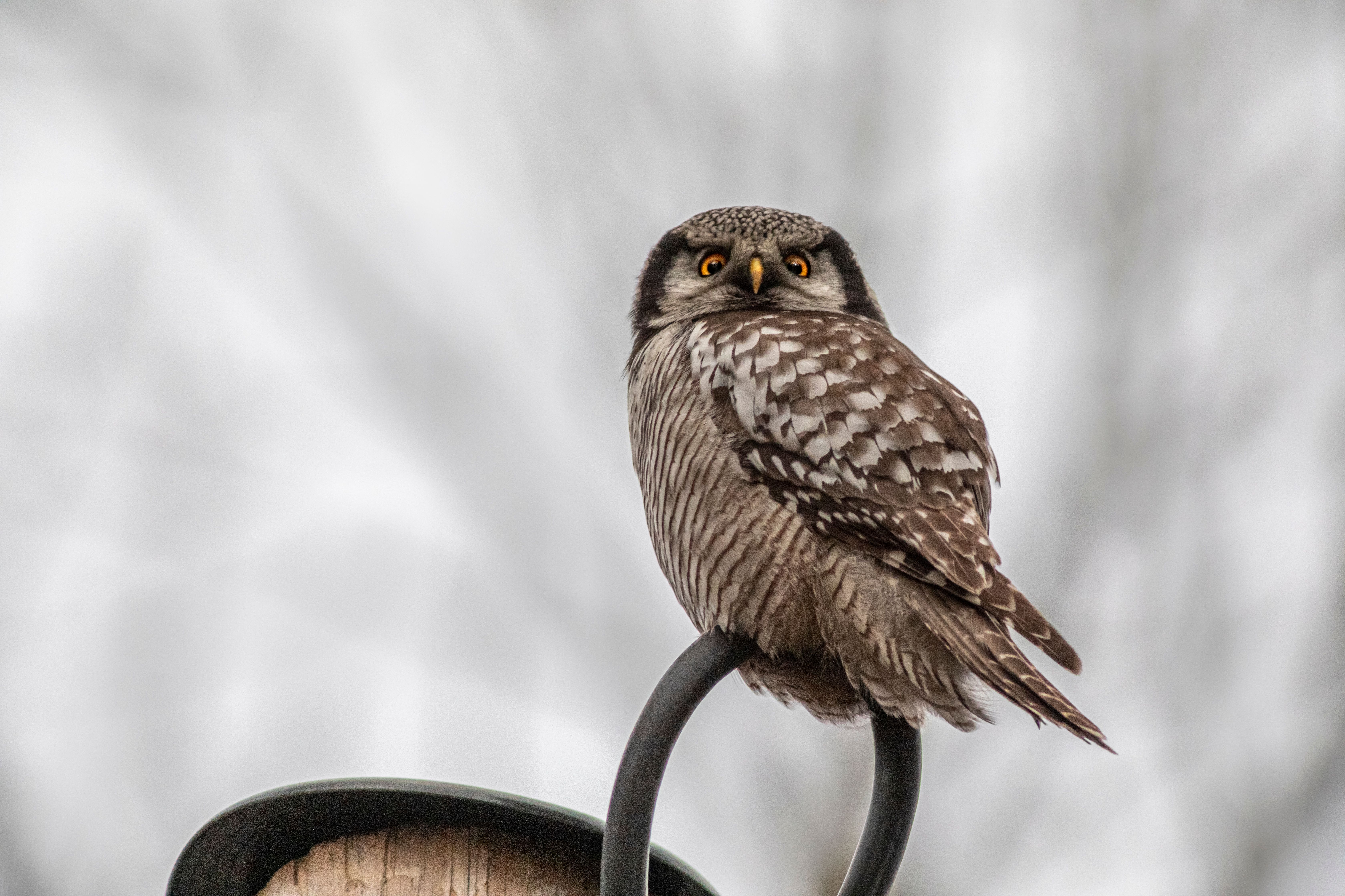 Close-Up Shot of the Northern Hawk-Owl · Free Stock Photo
