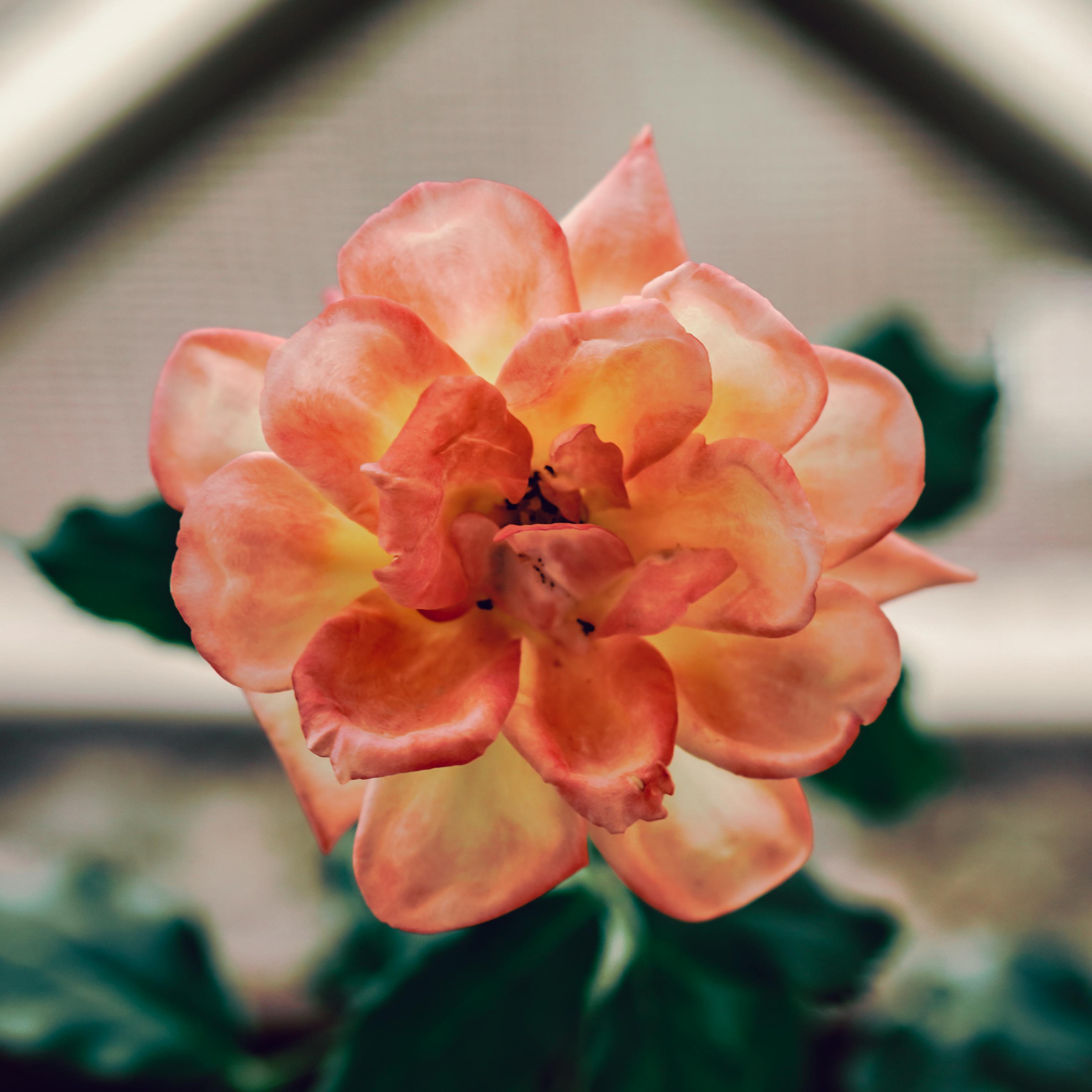 A Close-up Shot of a Flower in Full Bloom · Free Stock Photo