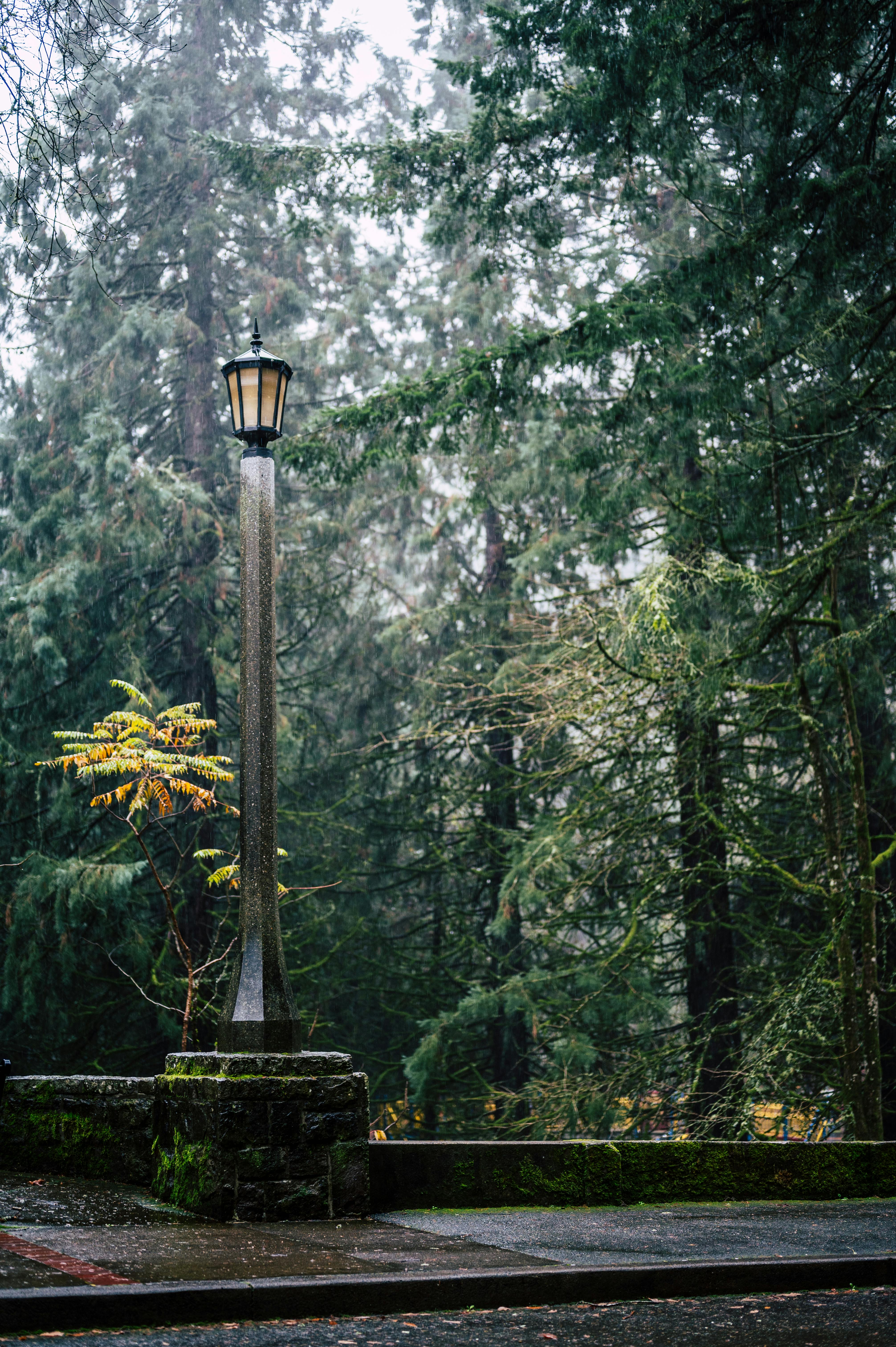 Lamp Post in Rain · Free Stock Photo