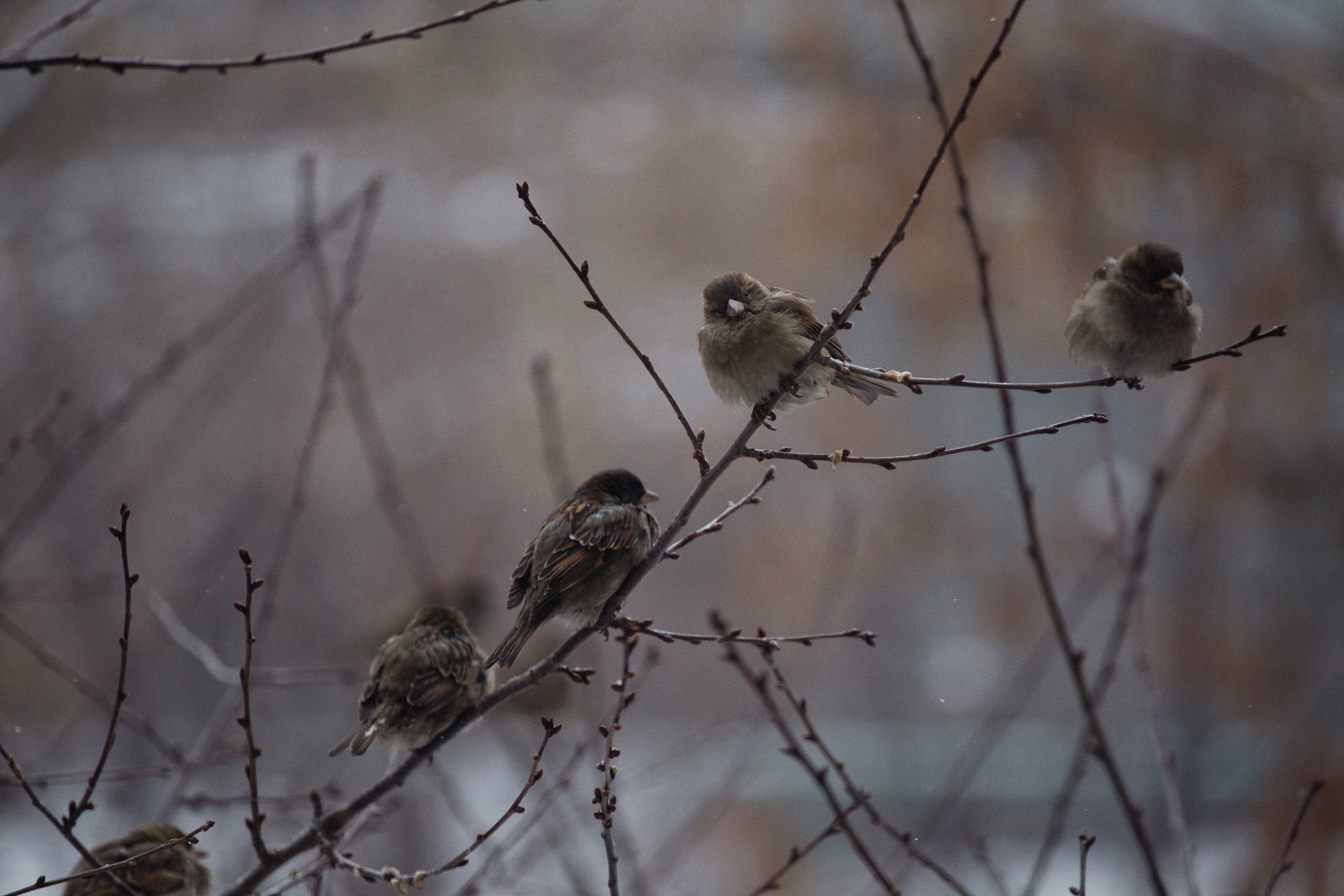 Brown Birds Perched on Tree Branches · Free Stock Photo