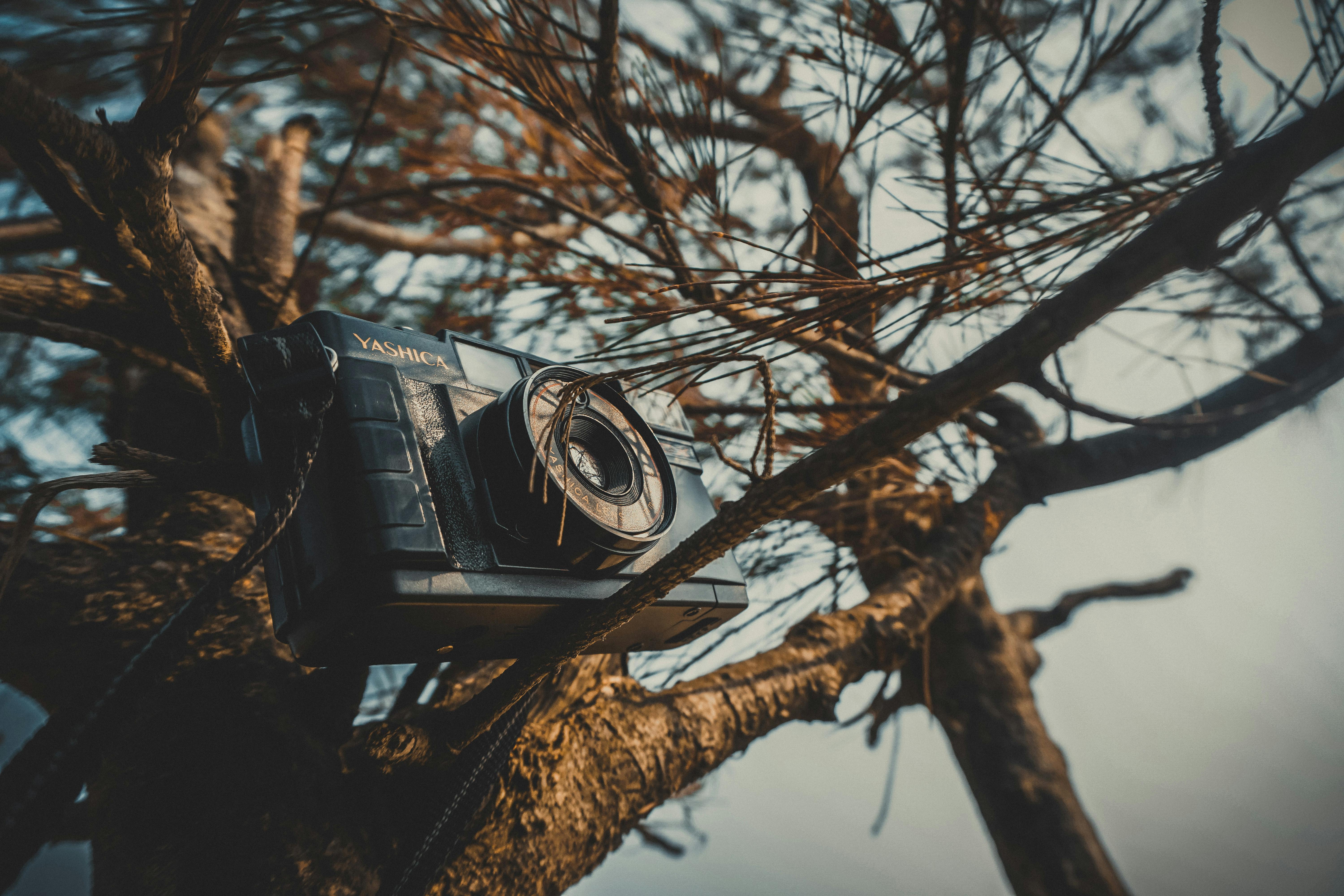 Black Mirroless Camera on Tree · Free Stock Photo