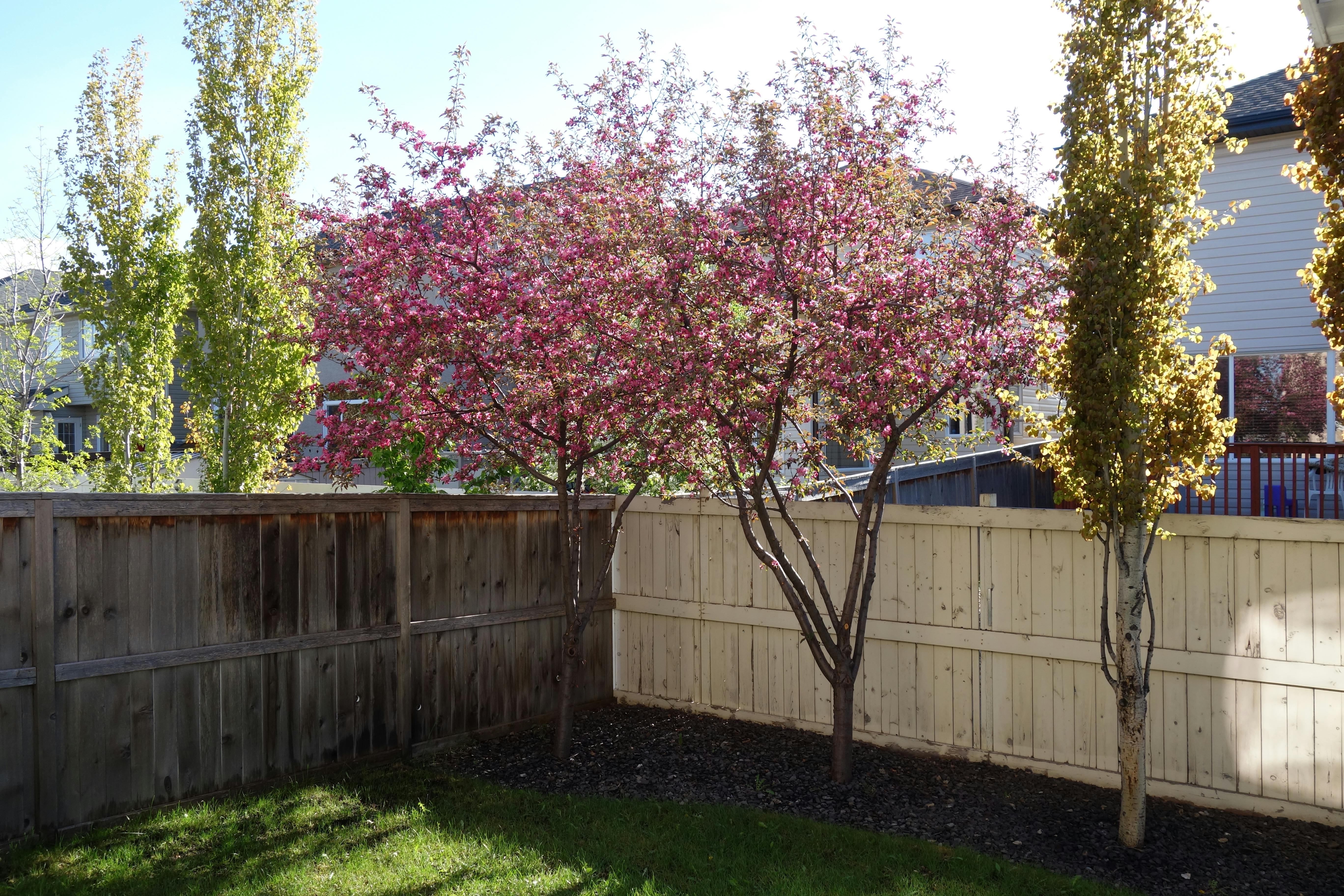 Flower Bearing Trees in the Backyard · Free Stock Photo