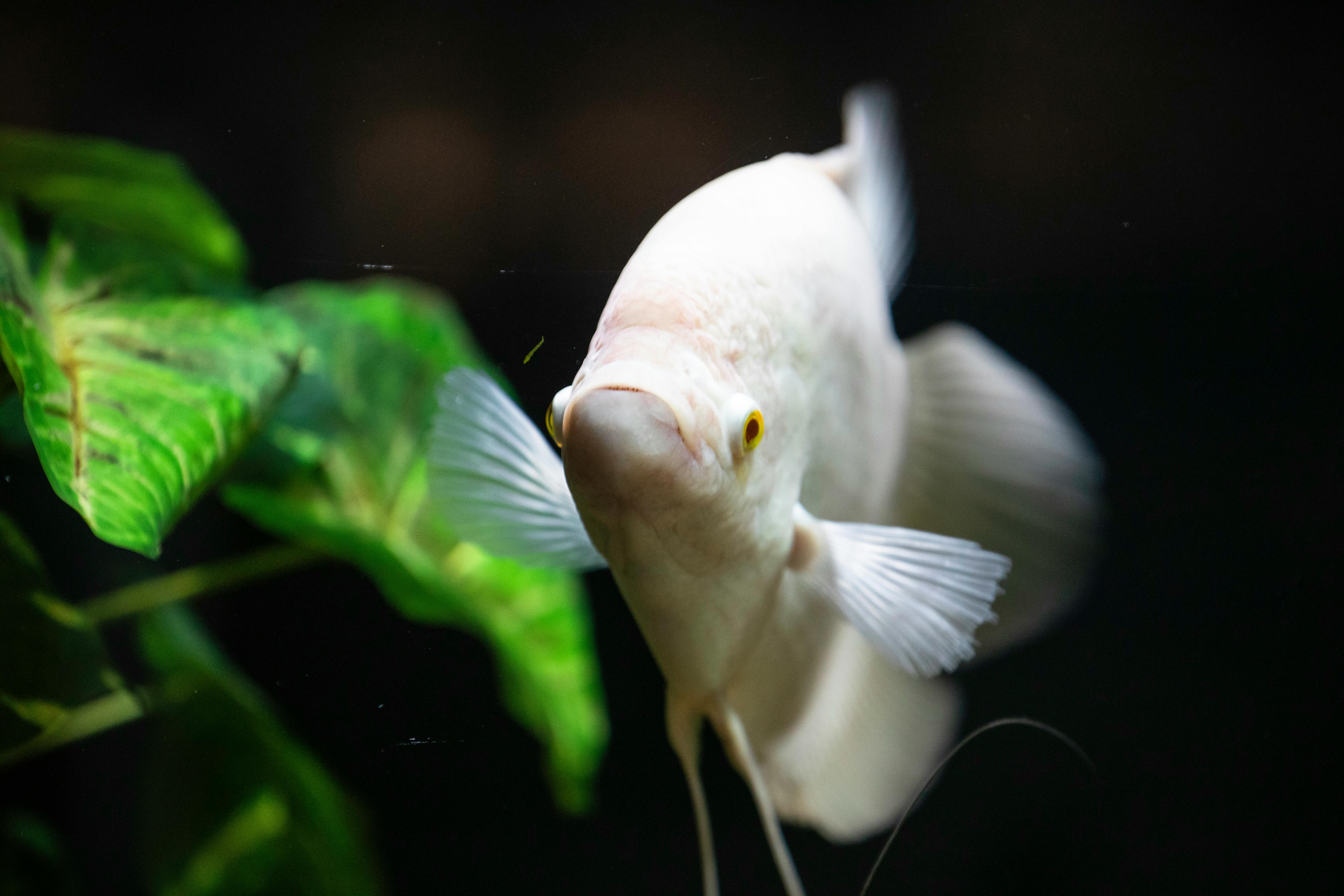 White Fish Swimming Underwater near Leaves · Free Stock Photo