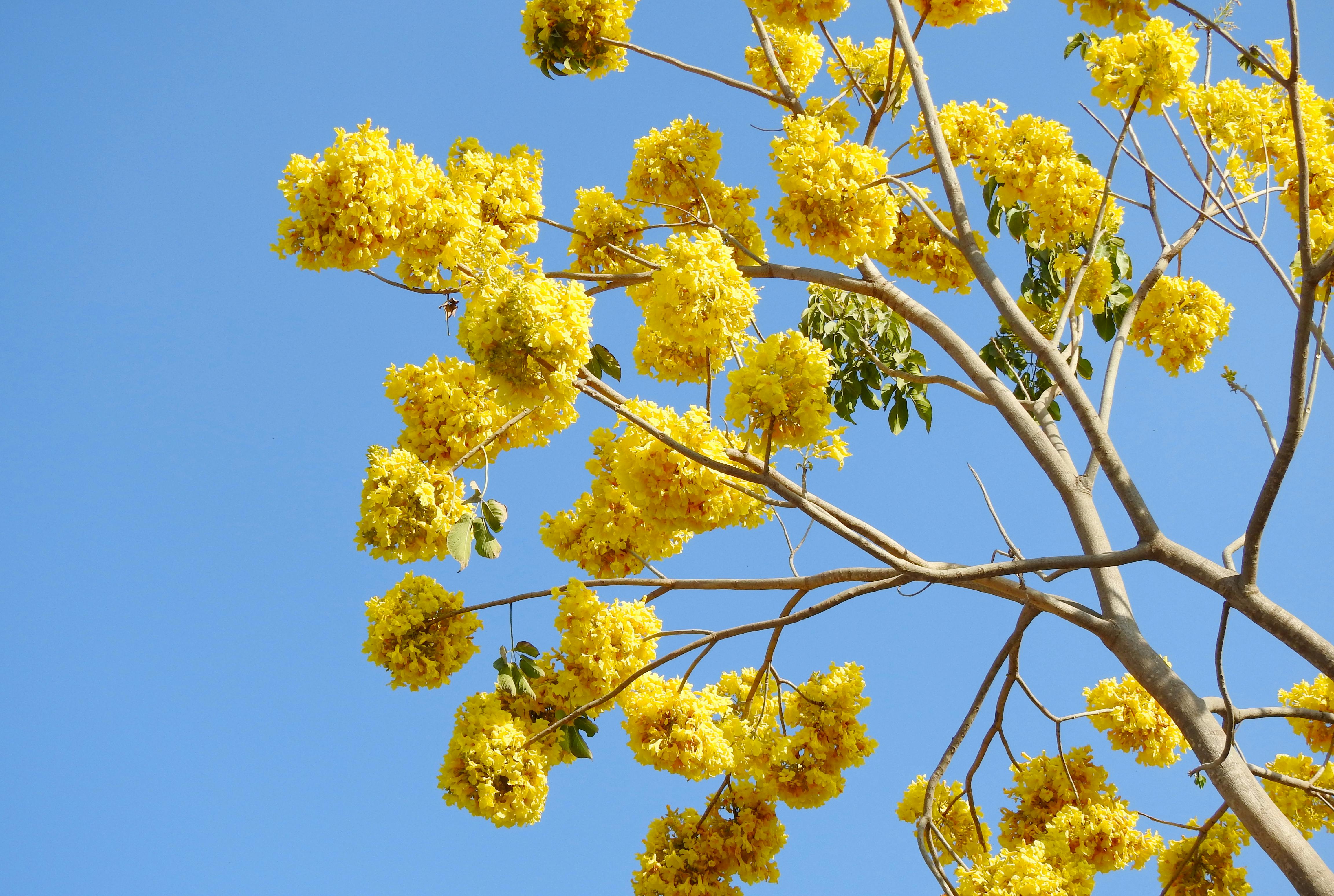 Silver Trumpet Tree Close-Up Photo · Free Stock Photo