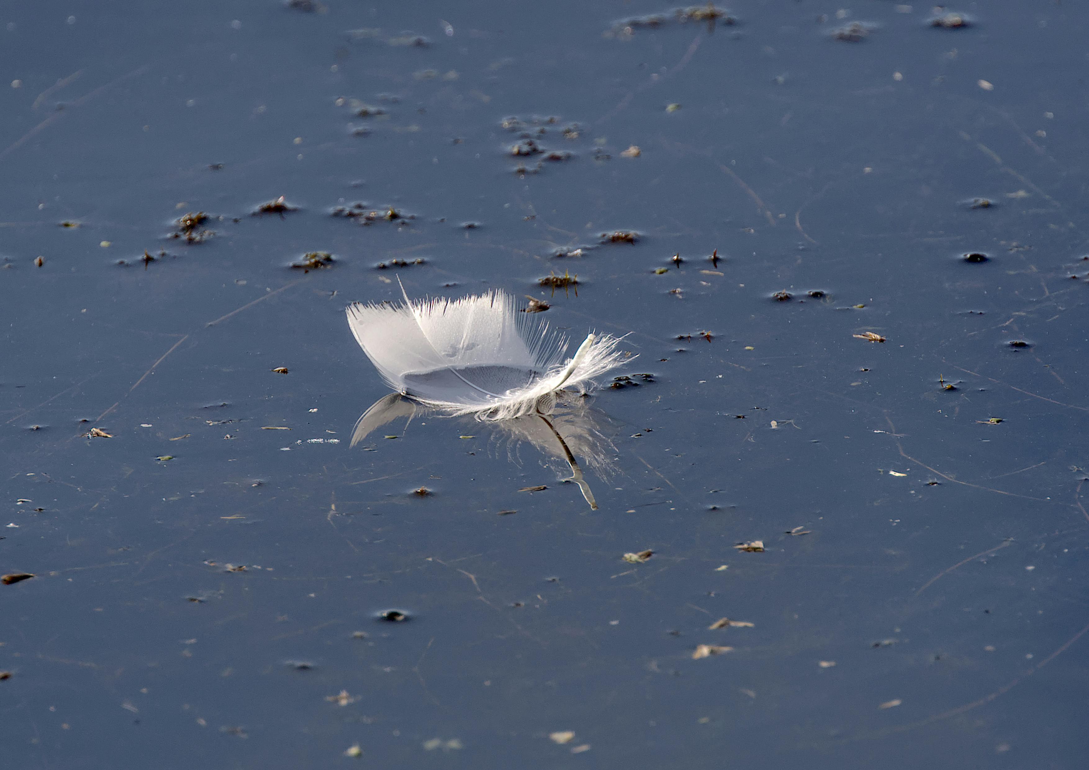 Feather on Water Surface · Free Stock Photo