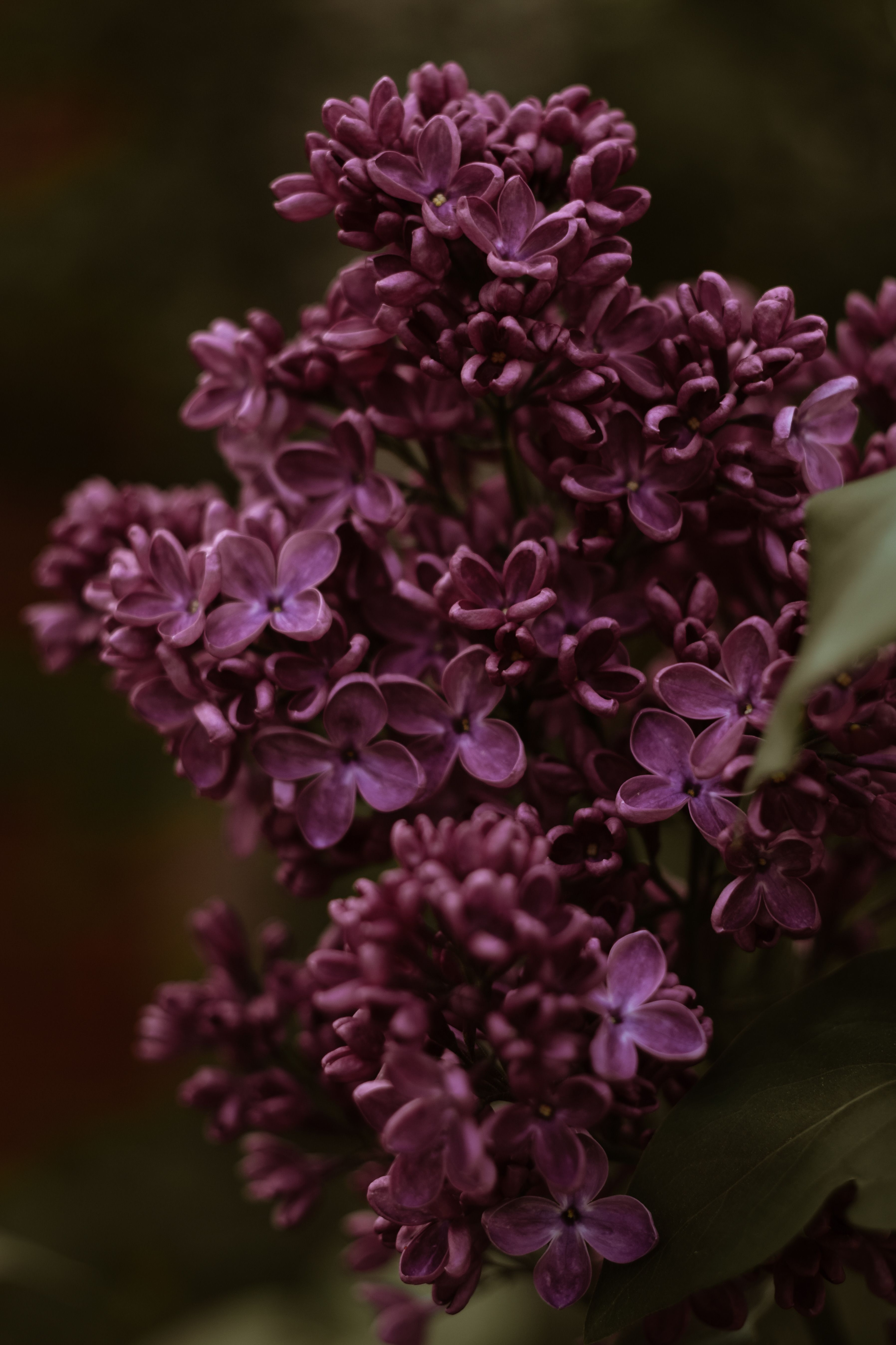 Starrush Whitetop Flower in Close-Up Shot · Free Stock Photo