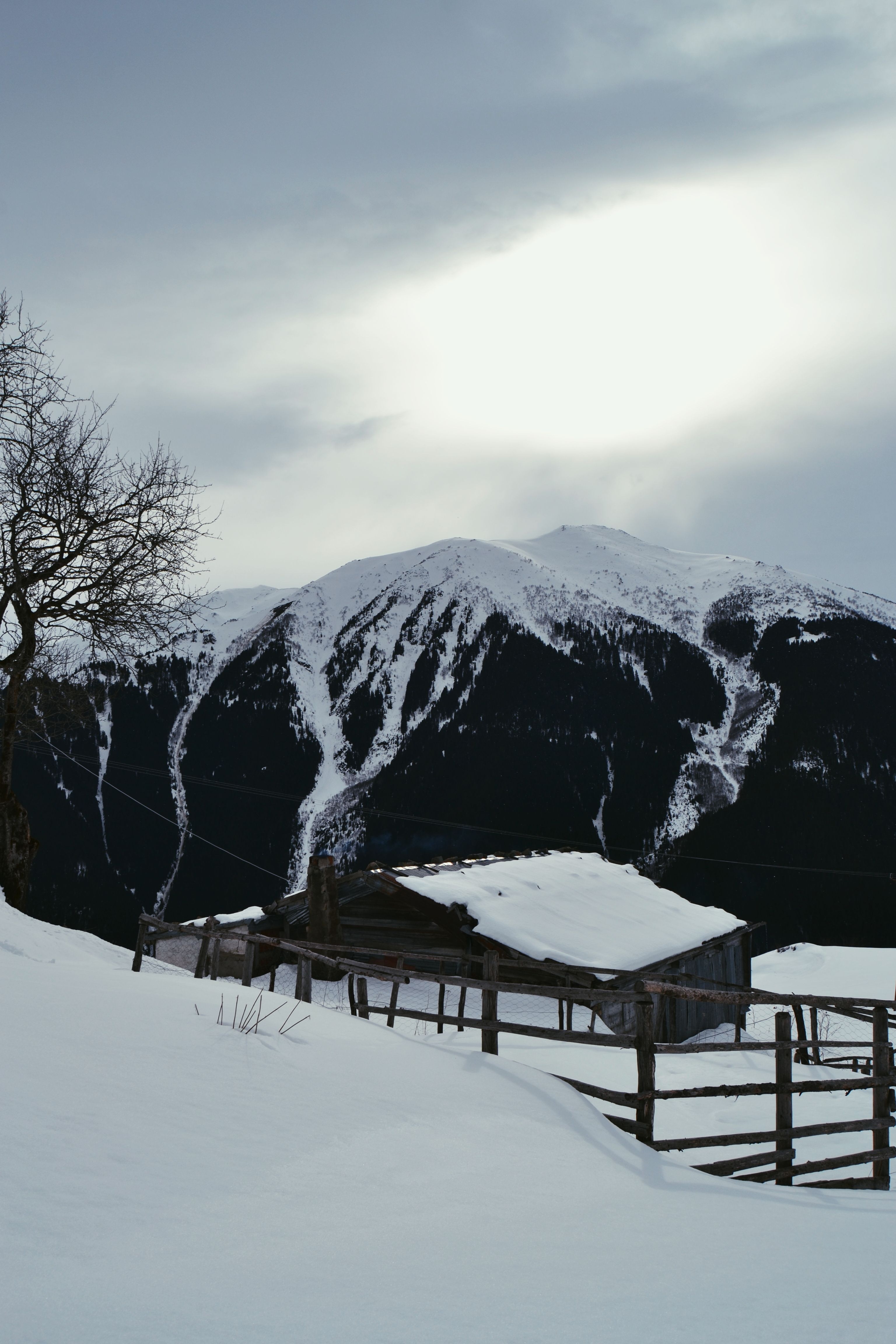 221,338+ Best Free Tree house Stock Photos & Images · 100% Royalty-Free ...