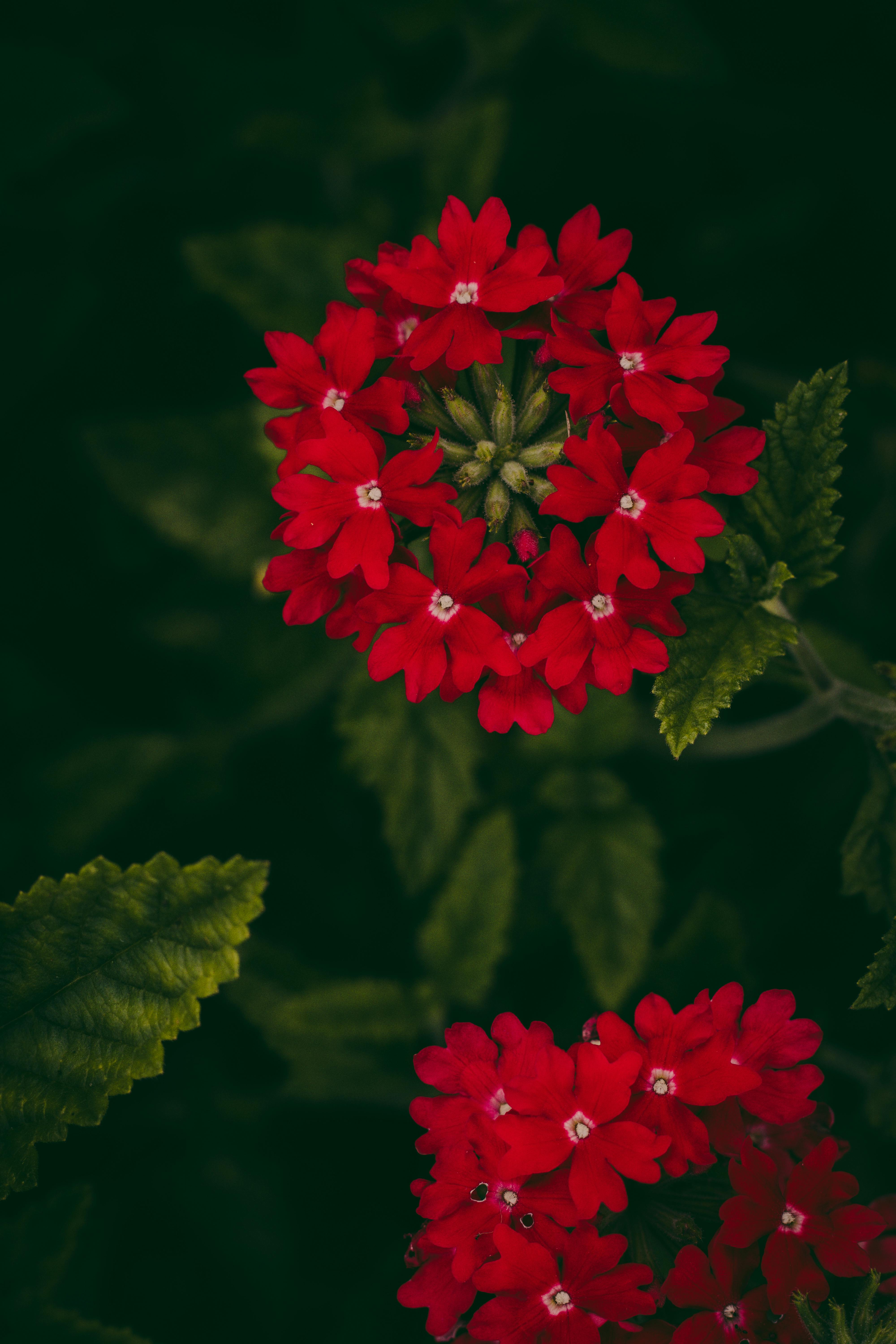 Red Flowers in Close Up Photography · Free Stock Photo