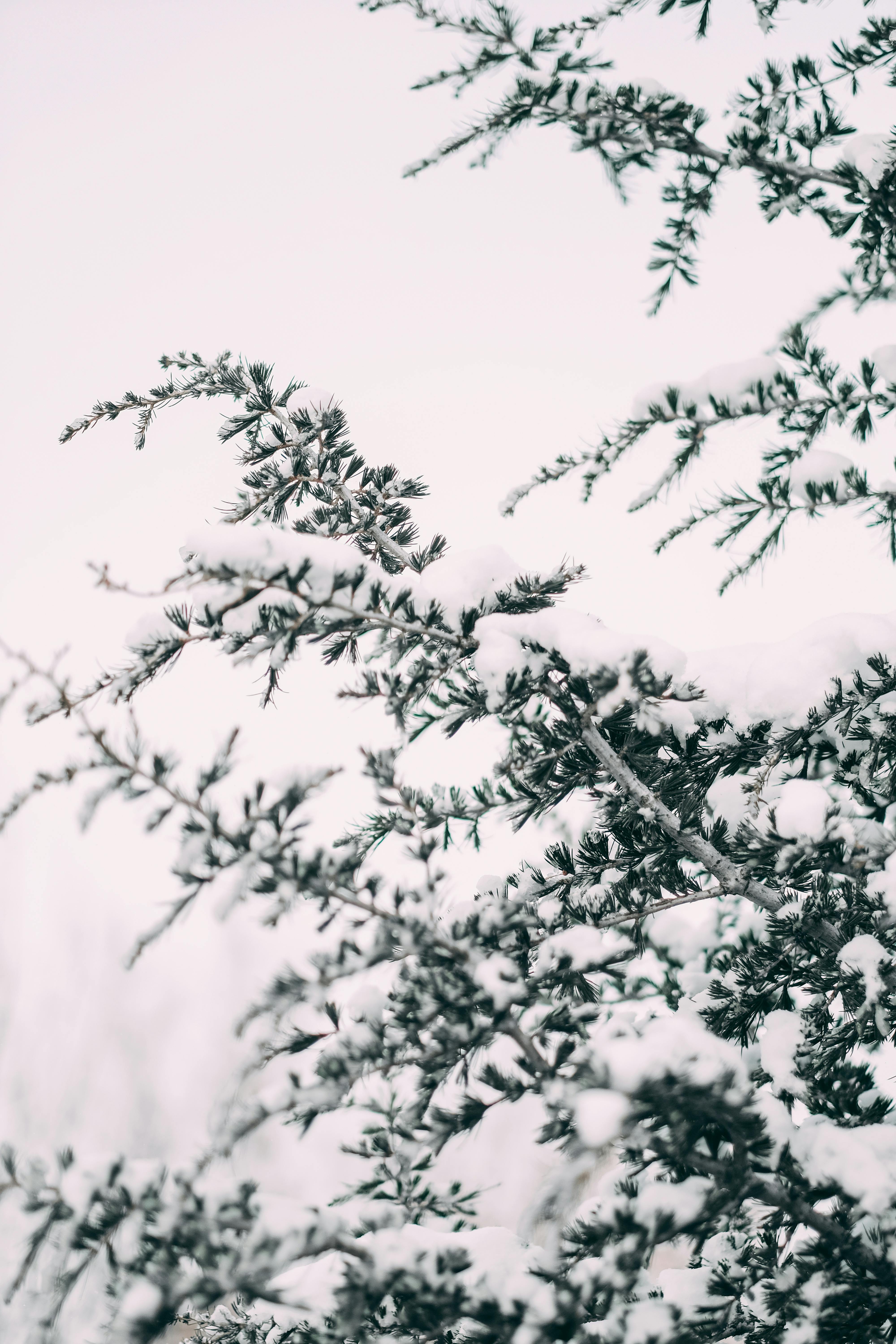 Green Trees with Snow · Free Stock Photo