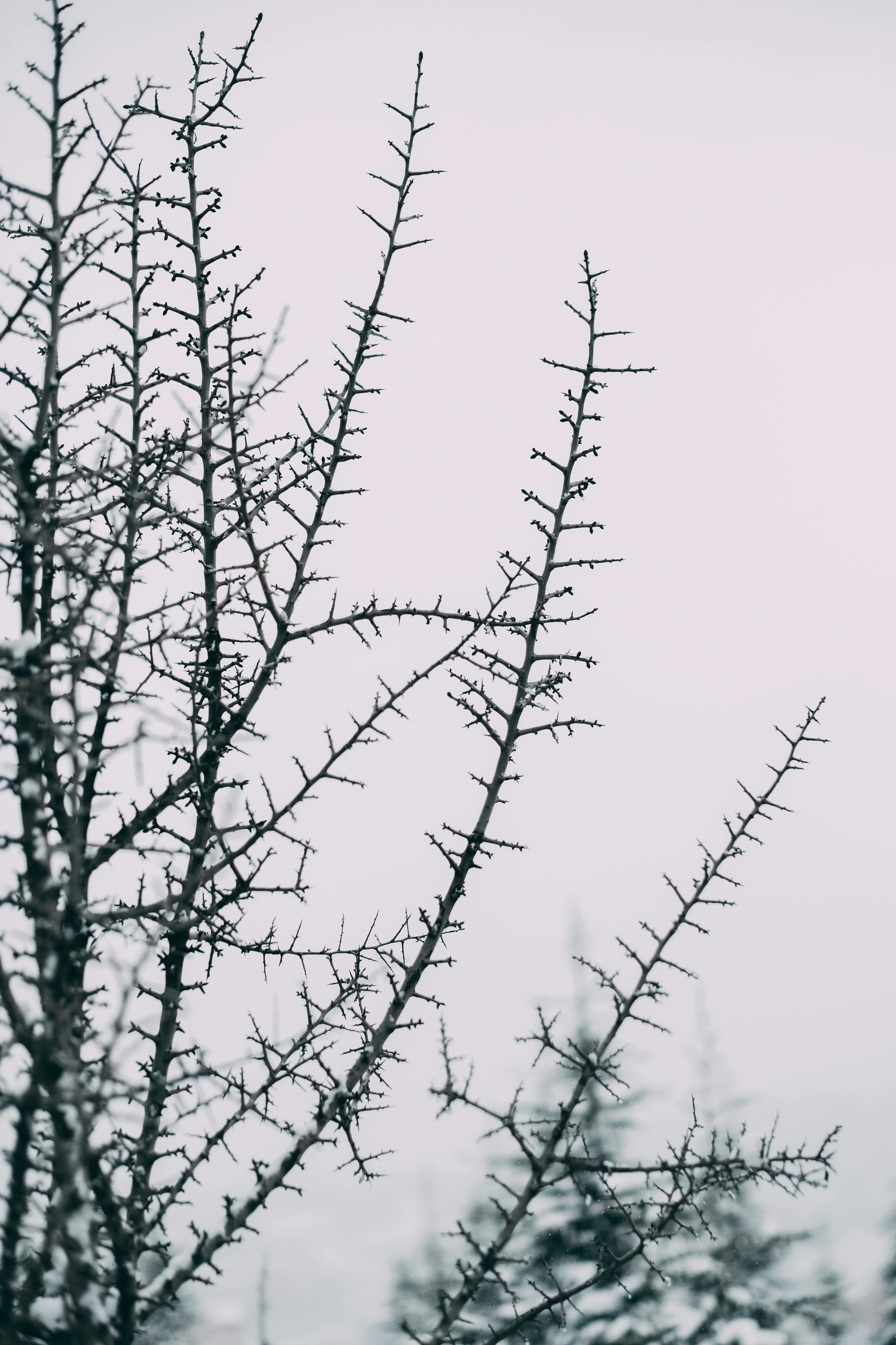 Barren Branches of Tree · Free Stock Photo