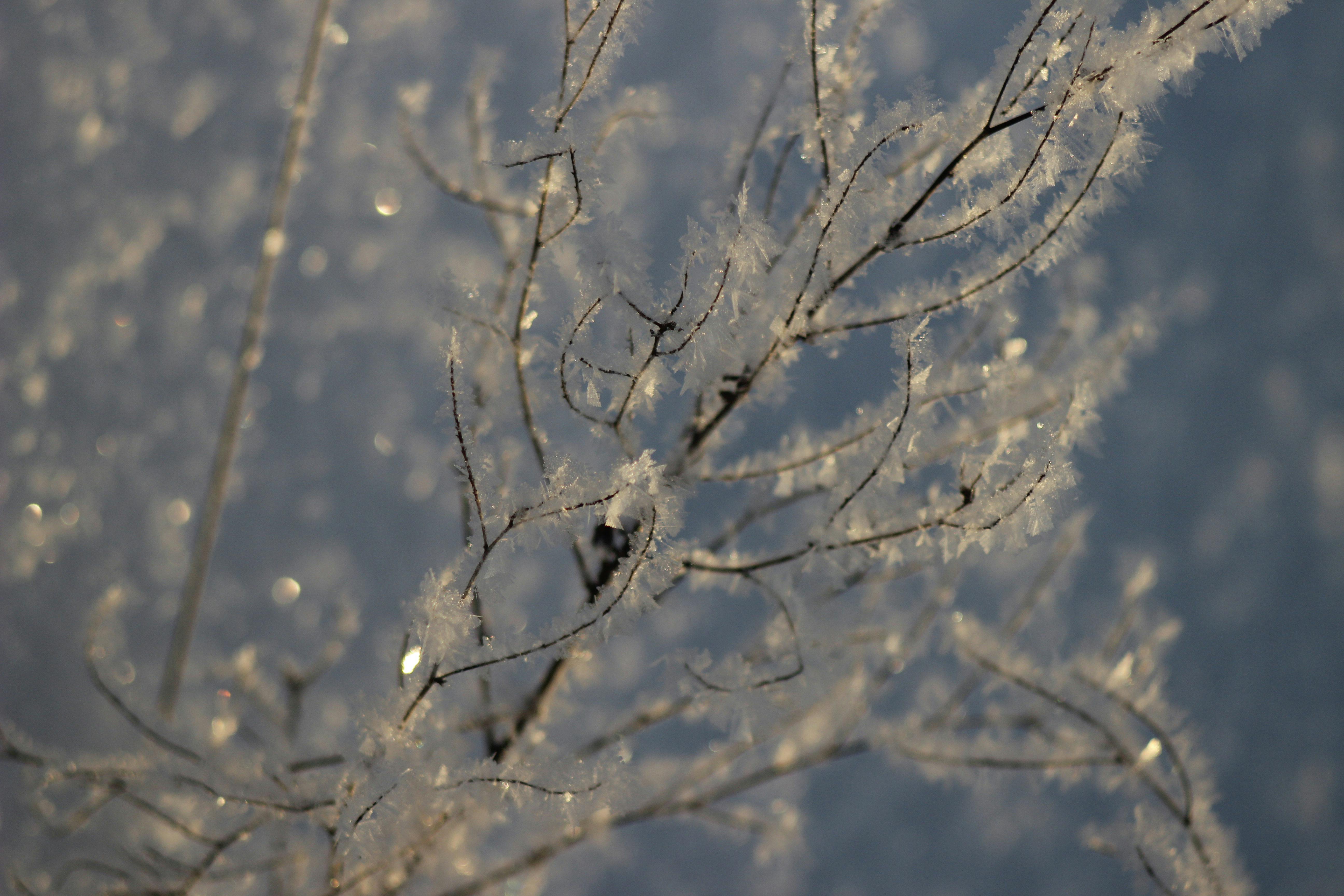 Close-up of Frosty Tree Branches · Free Stock Photo