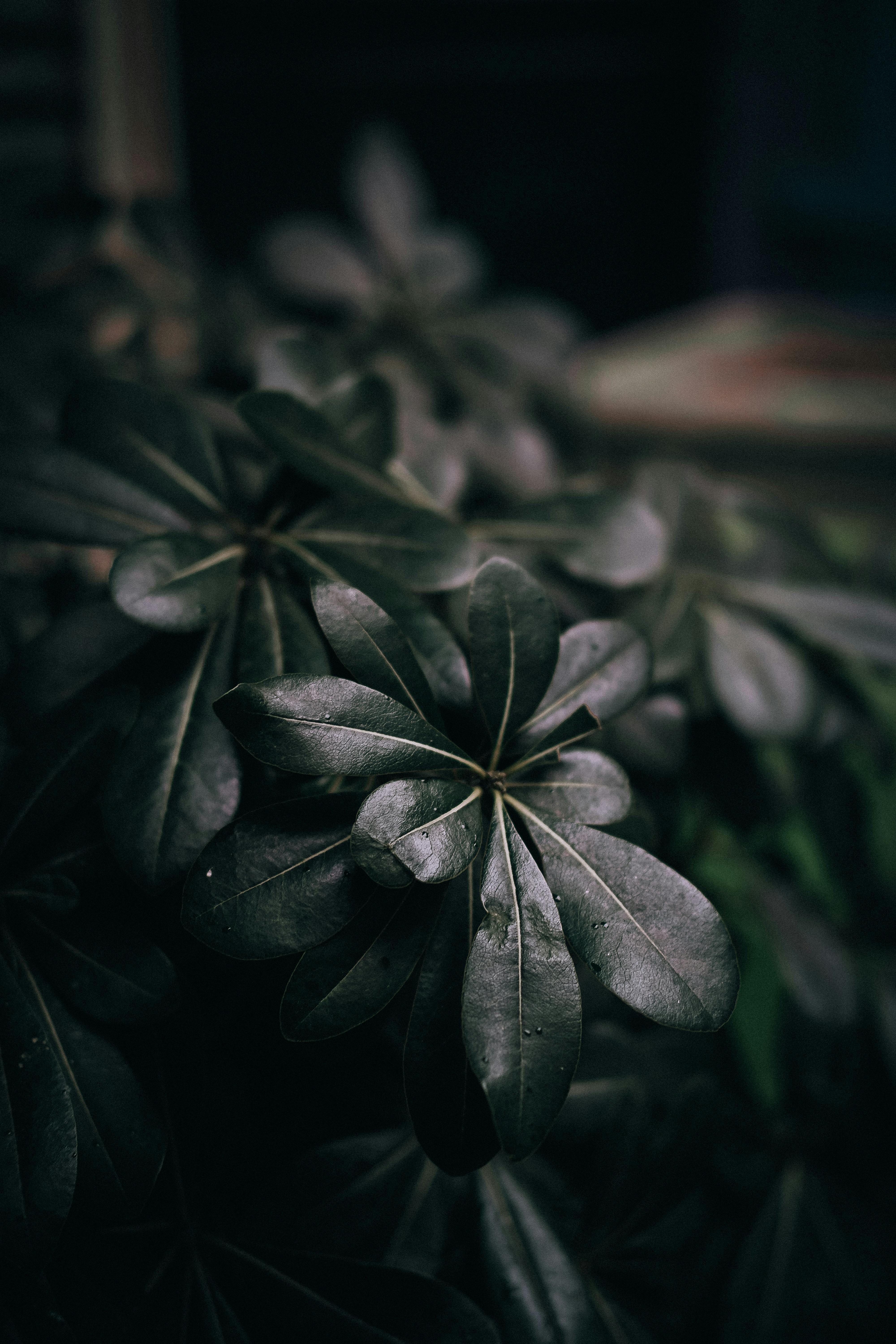 Close Up of Dark Leaf · Free Stock Photo