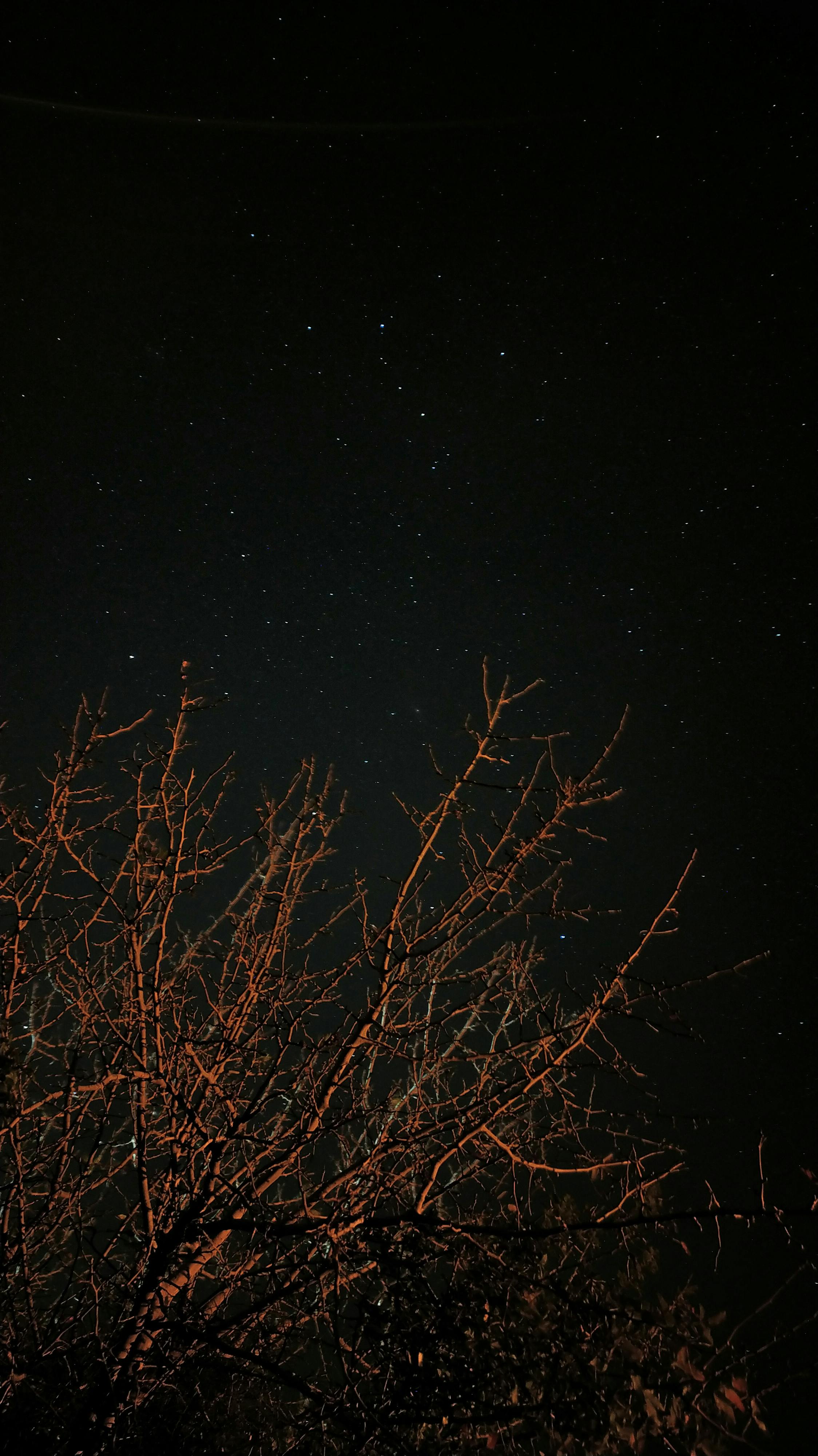Leafless Tree under the Starry Night Sky · Free Stock Photo