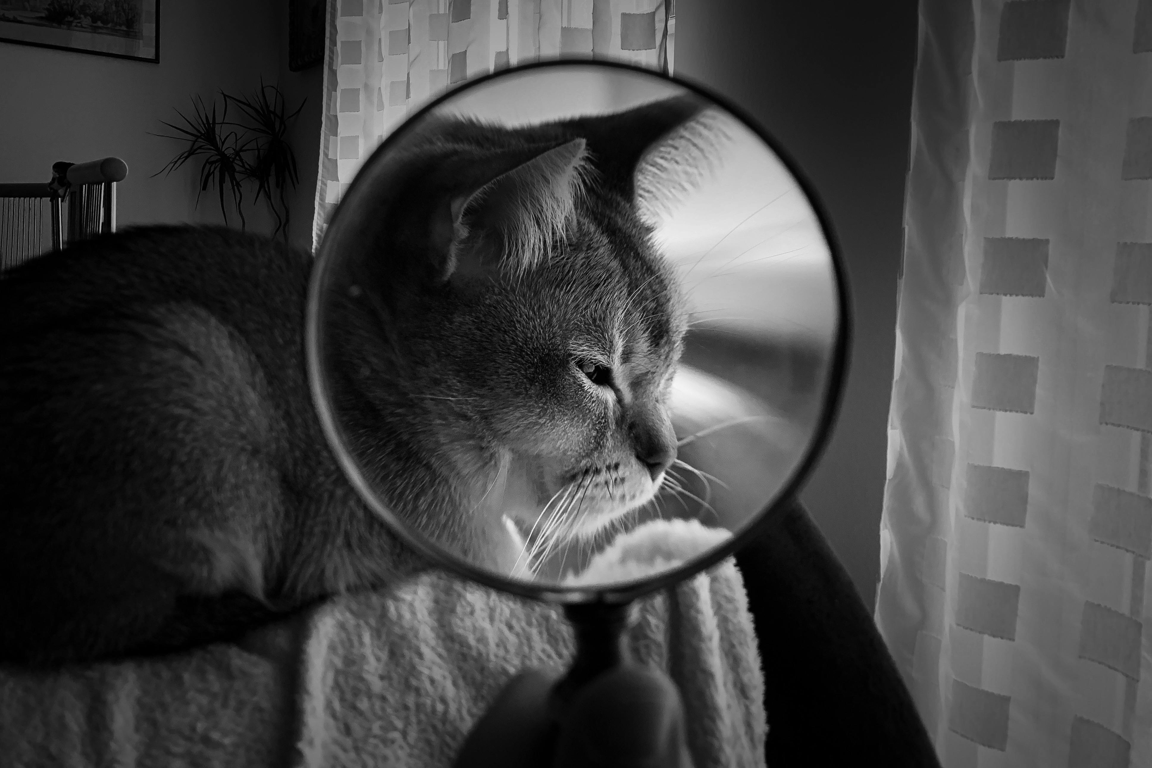 Cat Seen through Magnifying Glass · Free Stock Photo