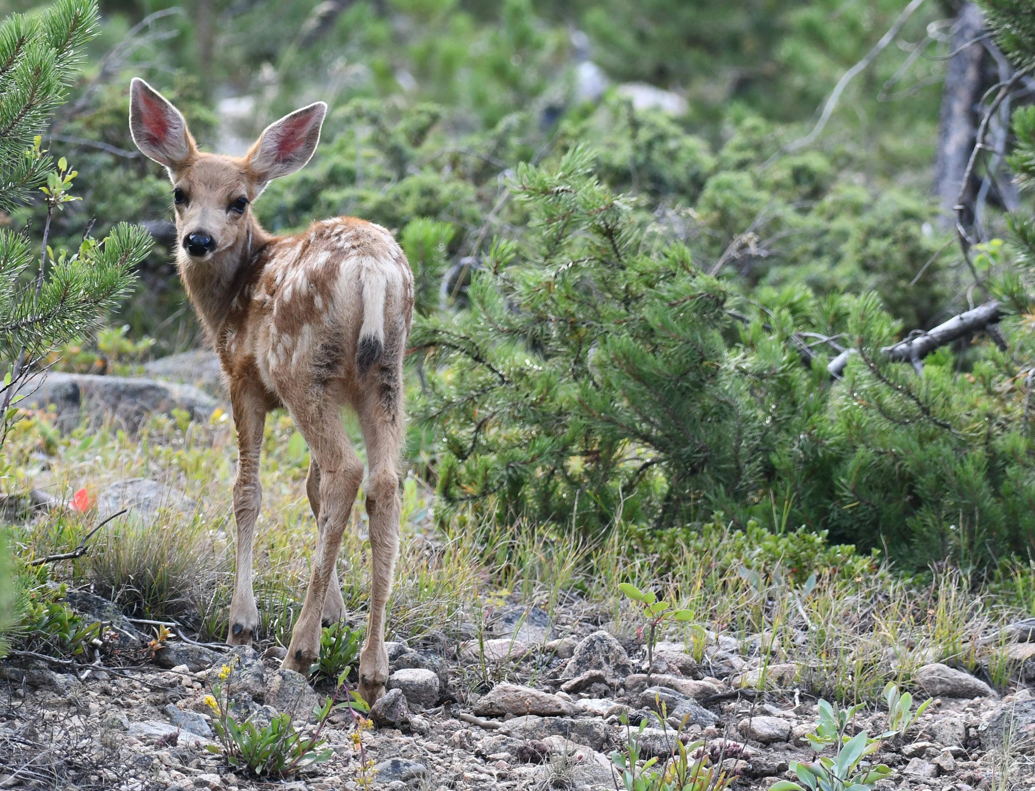 Deer in a Field · Free Stock Photo