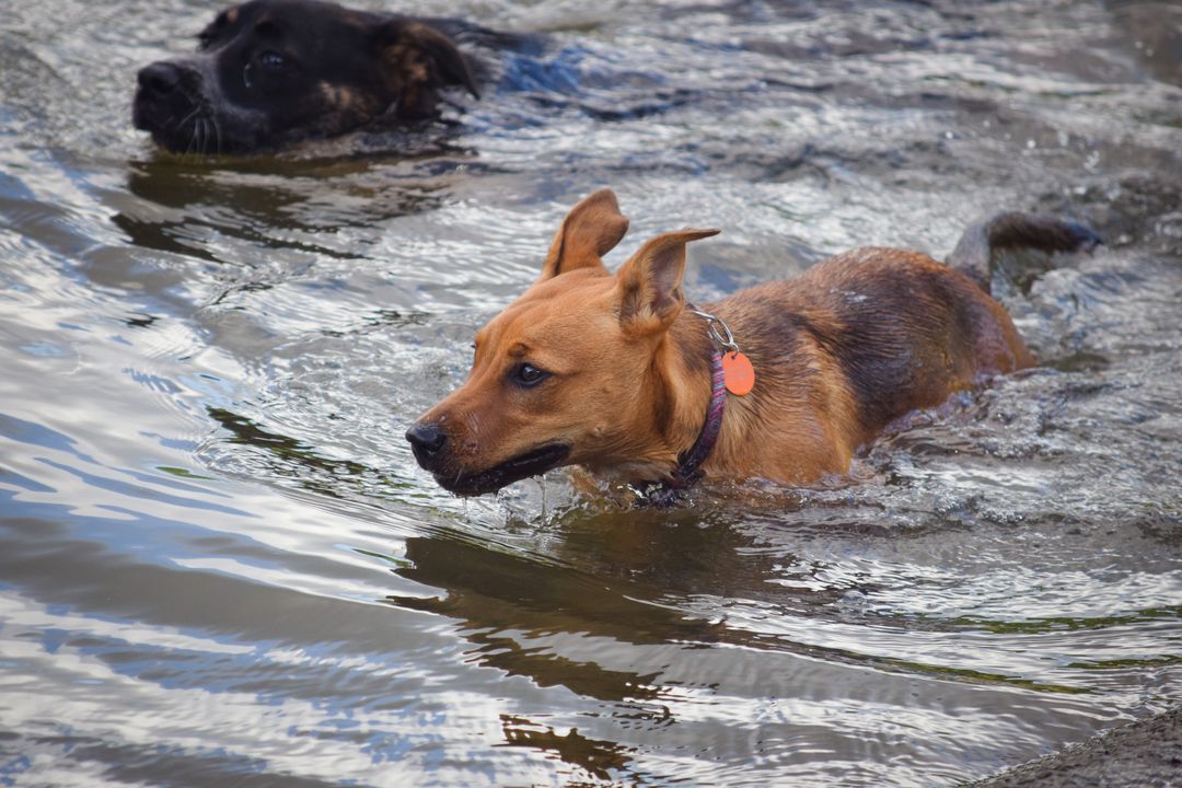 Why Are Dogs Obsessed with Food and How to Regain Control