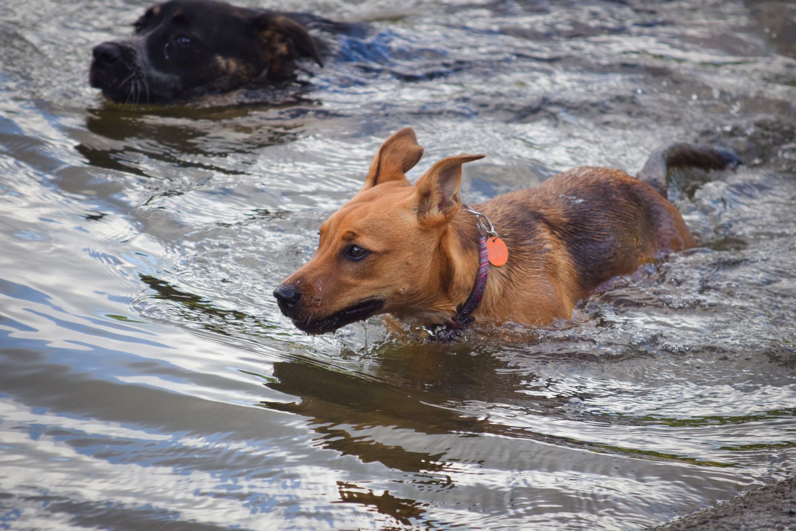 Understanding the Dogs (Fouling of Land) Act 1996