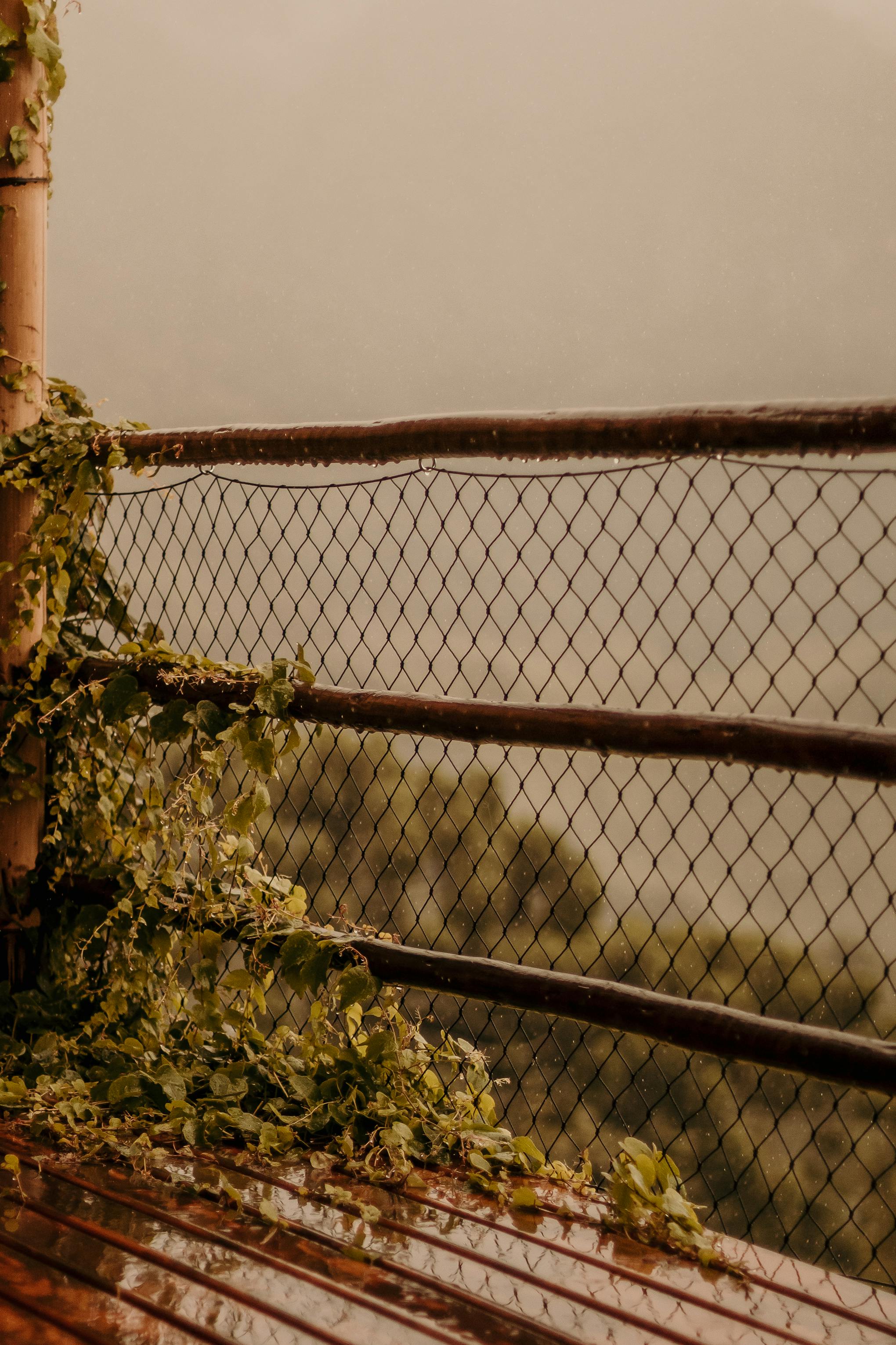 Vines on Mesh Wire · Free Stock Photo