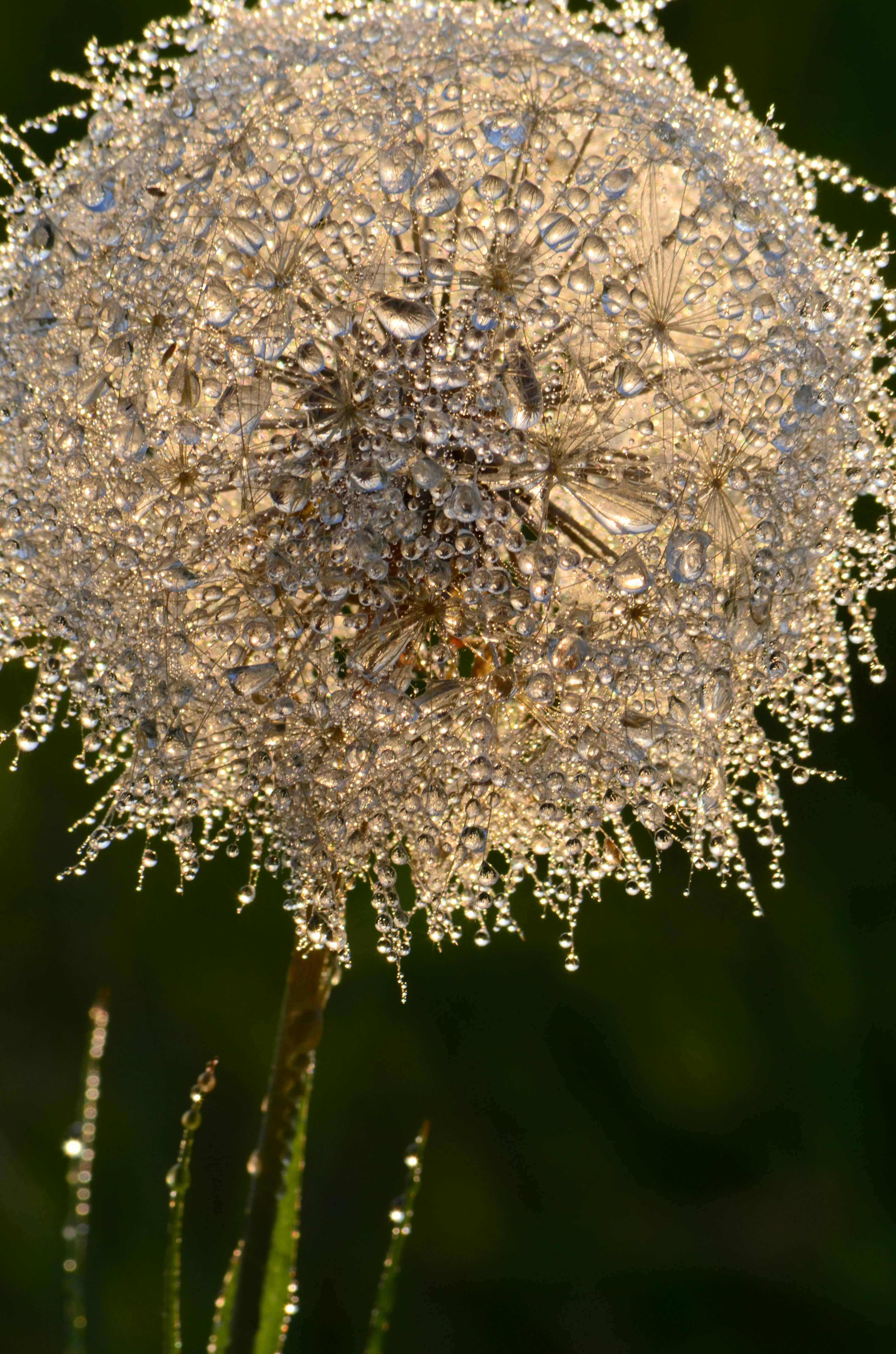 Dandelion Flower · Free Stock Photo