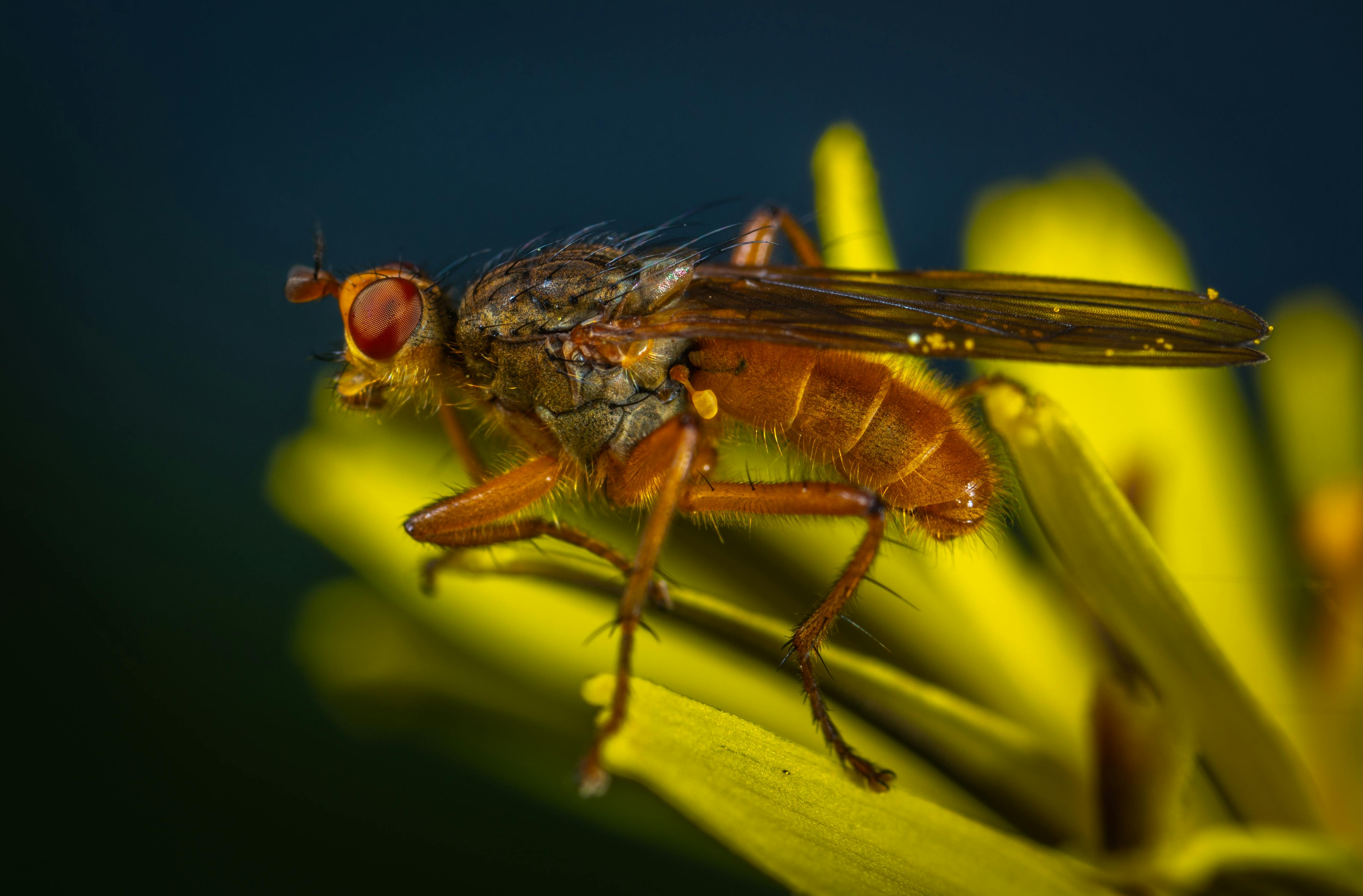 Macro Photography of Brown Fly · Free Stock Photo