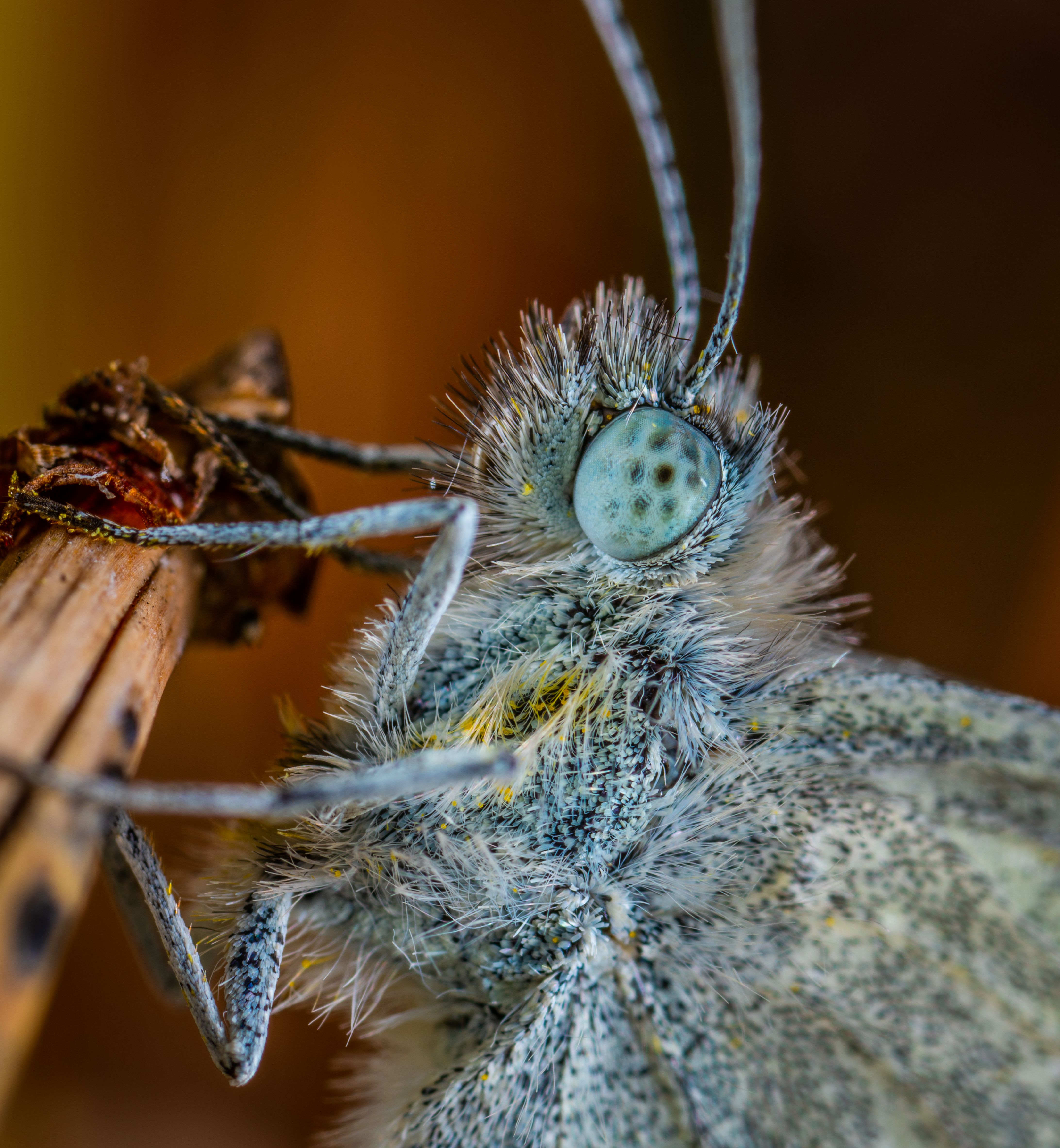 Close-up Photography of Brown Winged Insect on Leaf Stem · Free Stock Photo