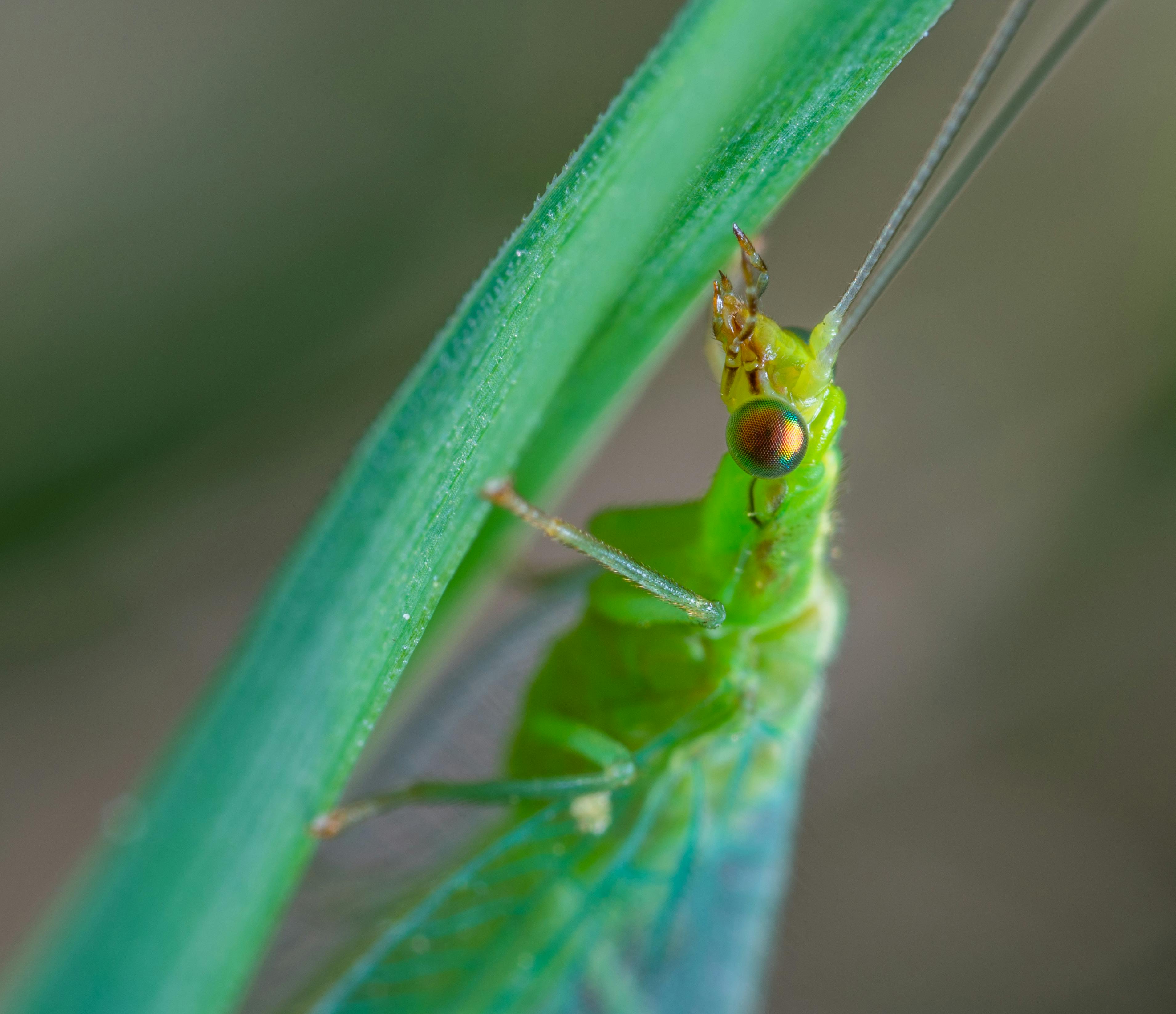 Free stock photo of insect, macro