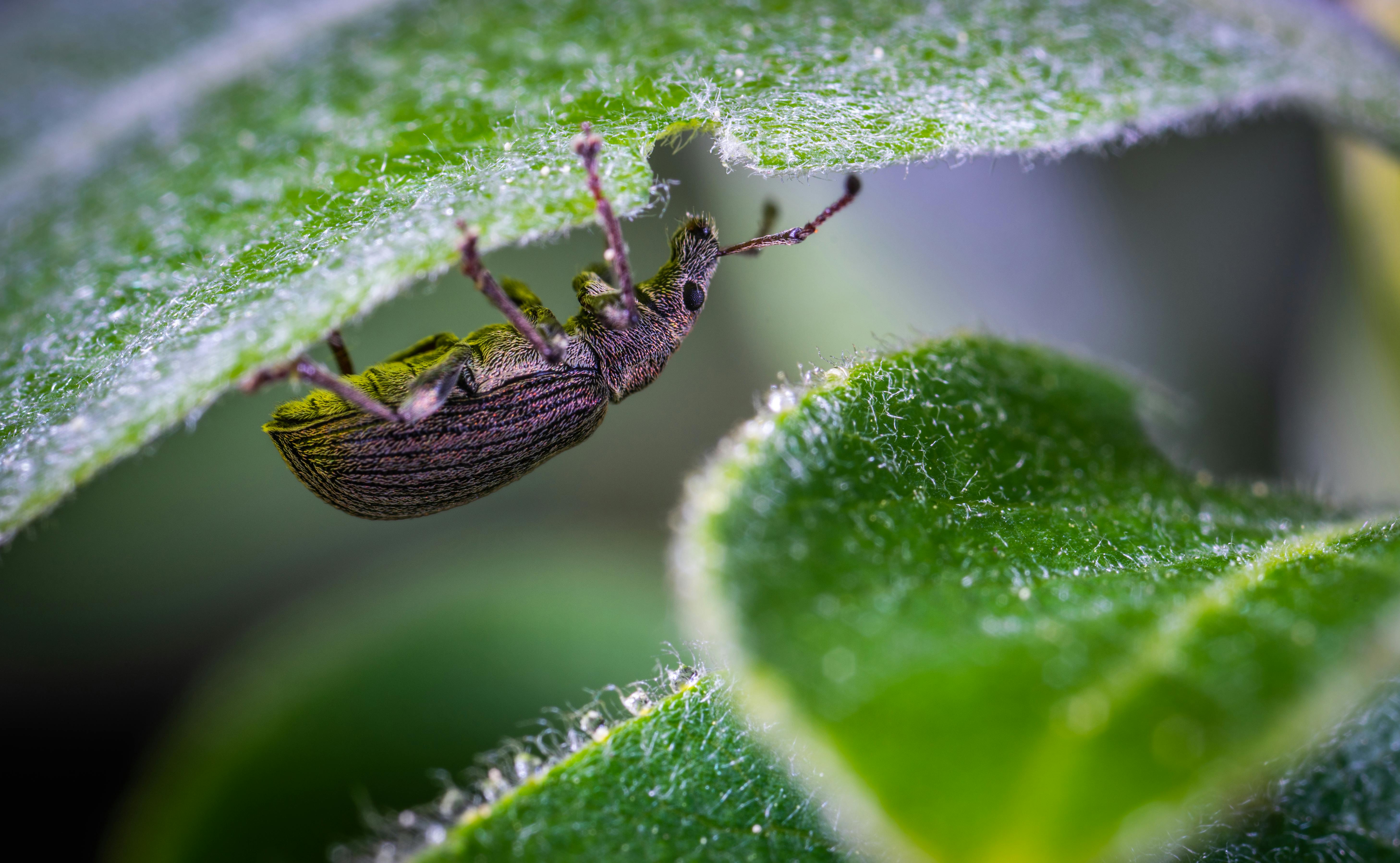 Selective Focus Photography of Black Zophobas Morio Beetle Perched ...