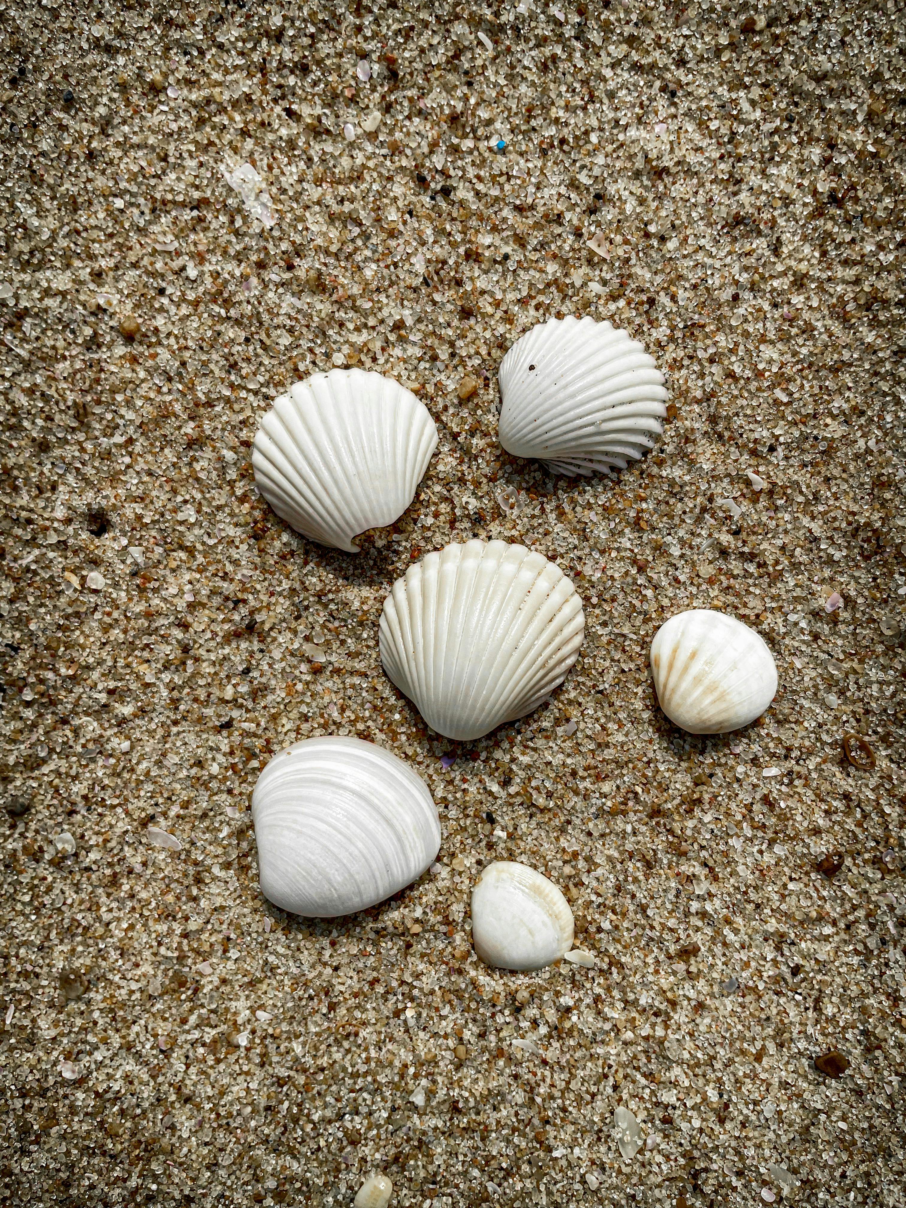 Seashells on the Sand · Free Stock Photo