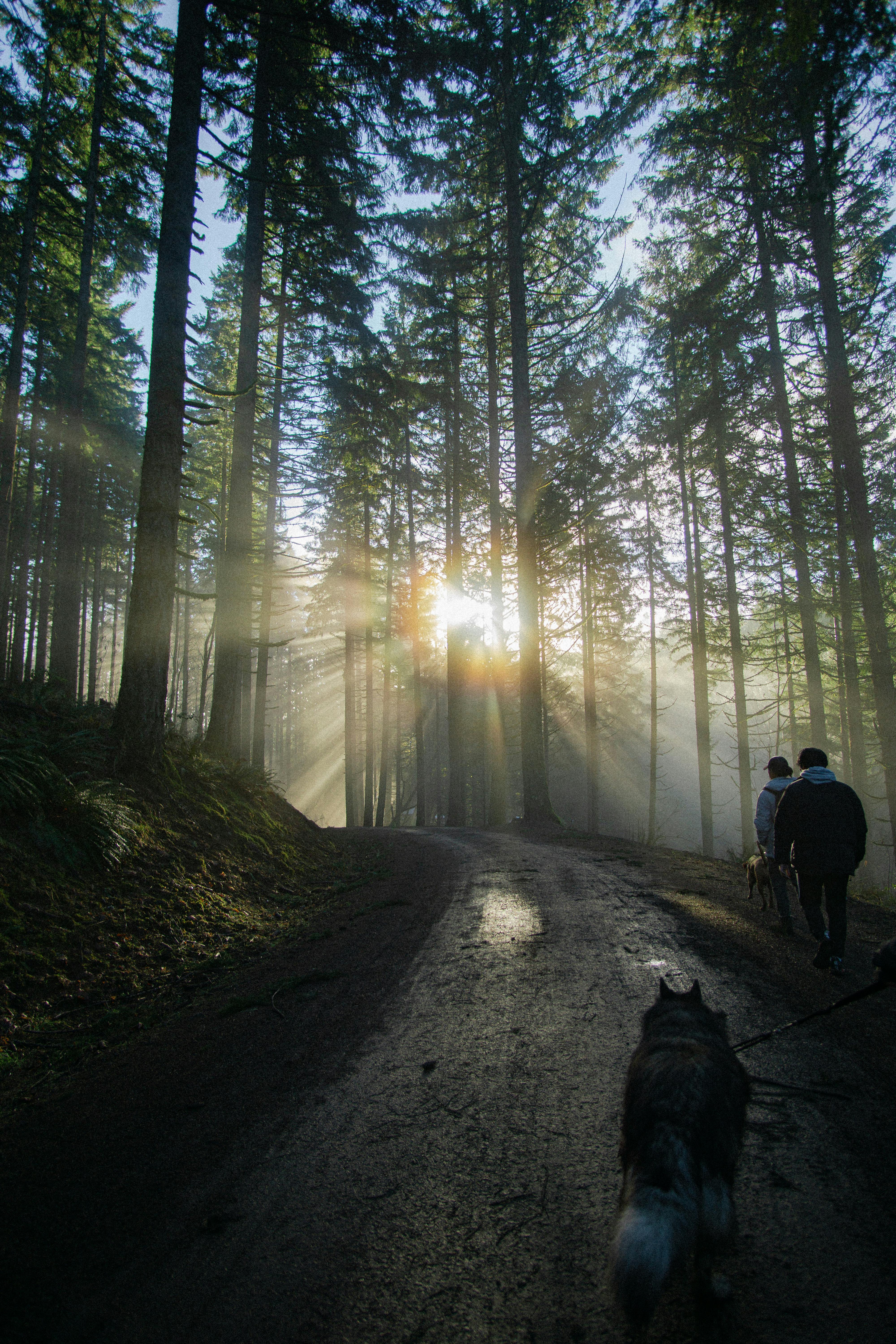People Walking on a Pathway in the Forest · Free Stock Photo