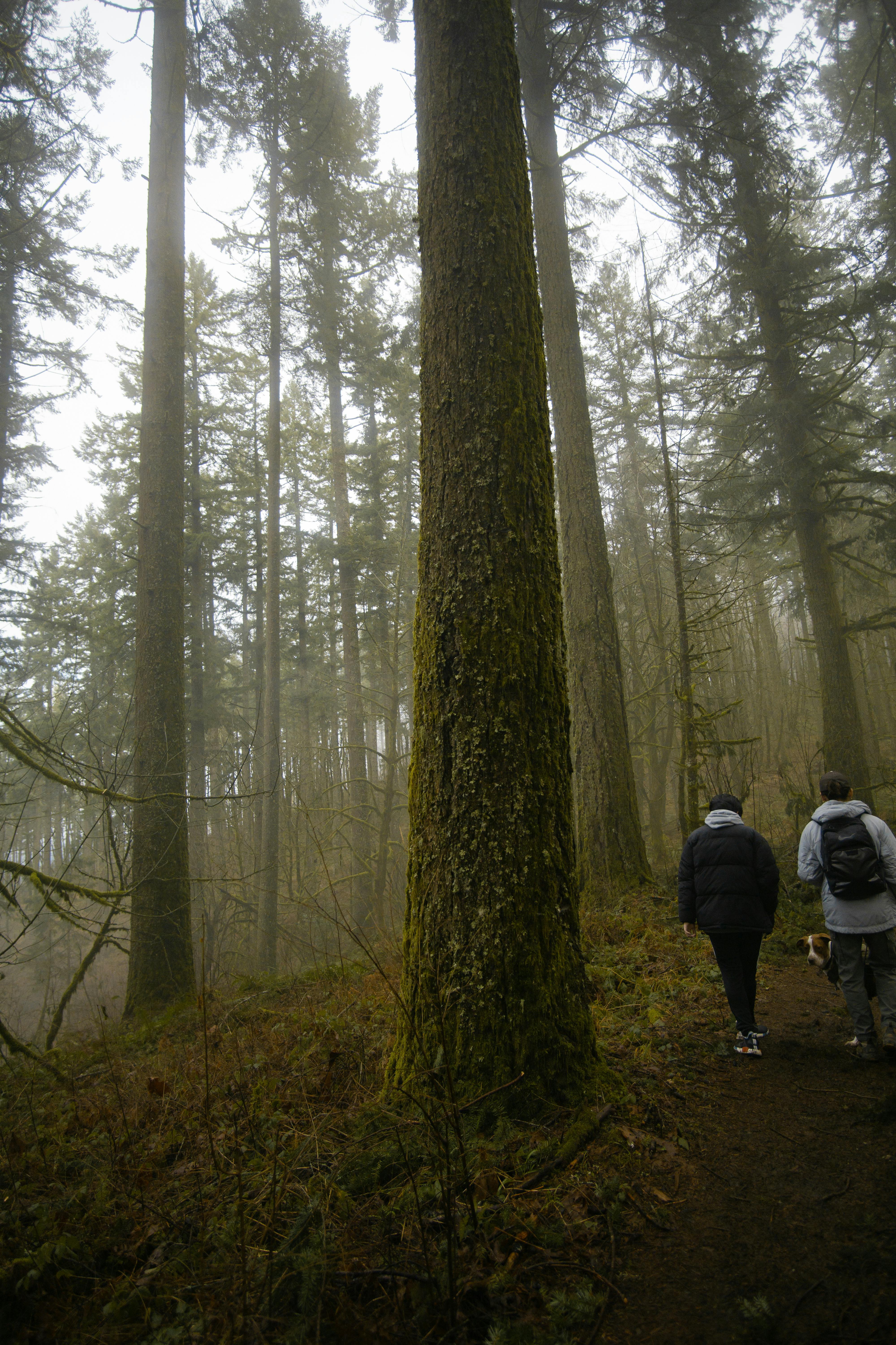 People Walking on a Pathway in the Forest · Free Stock Photo
