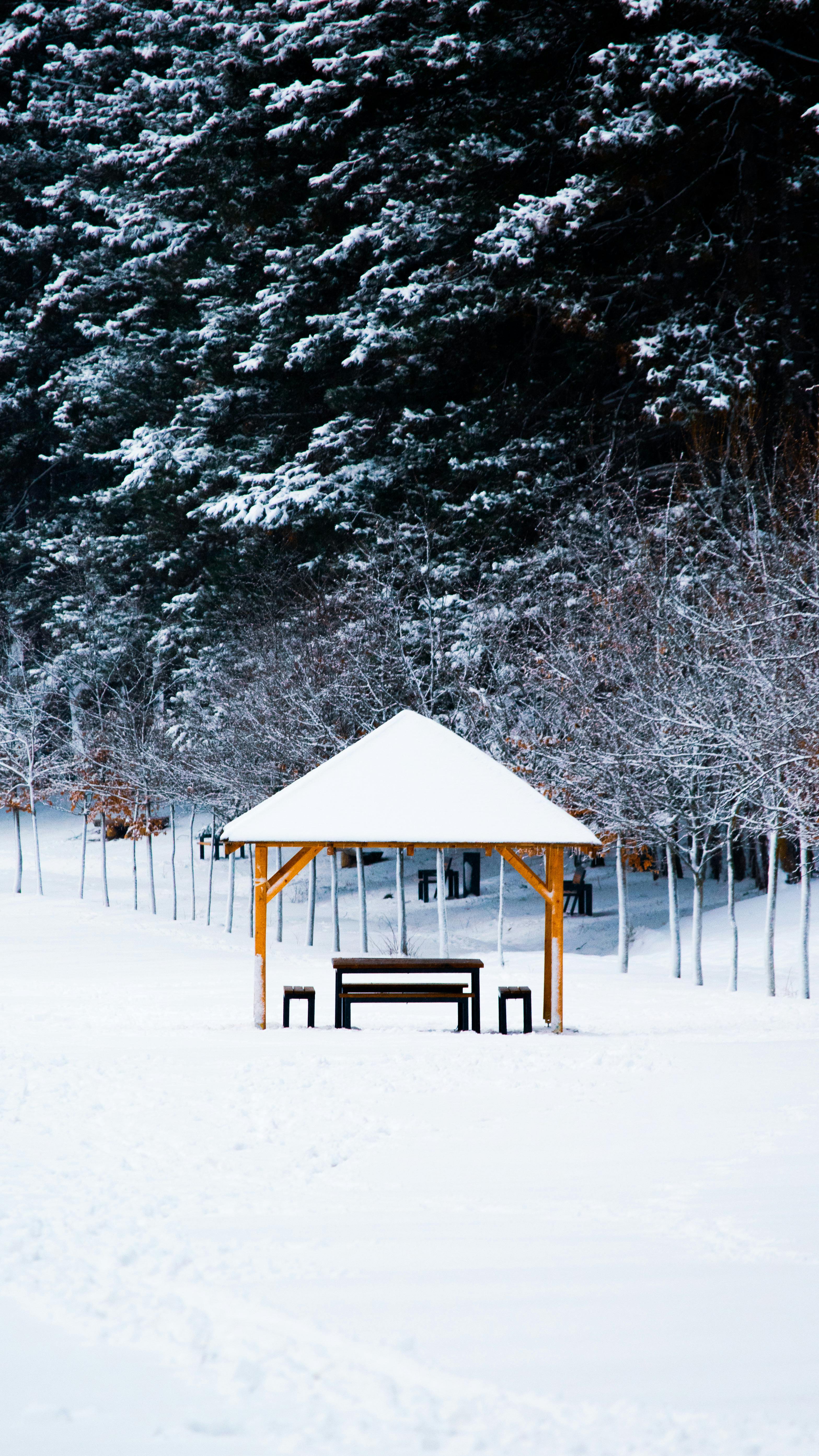 Snow Covered Ground · Free Stock Photo