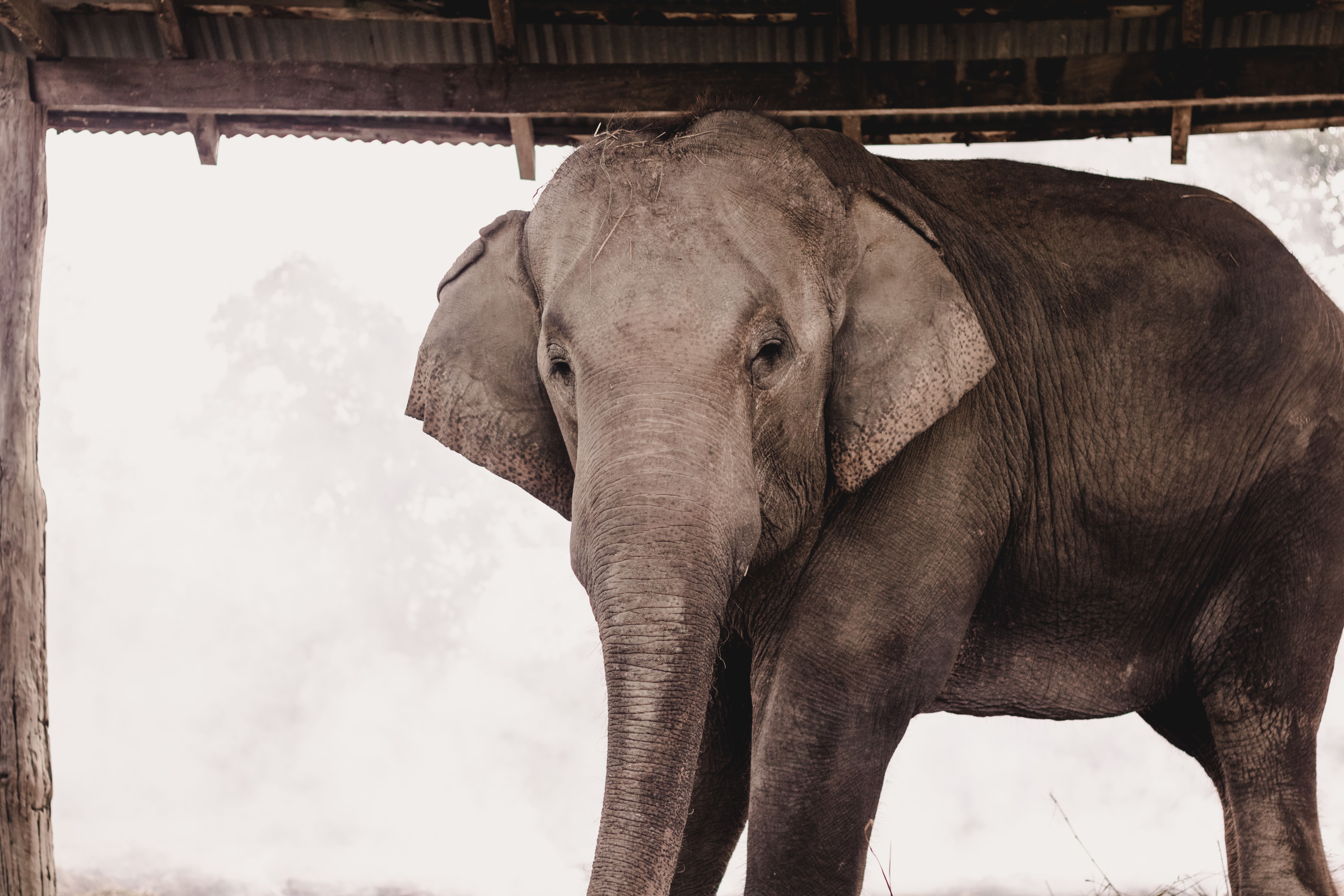 Gray Elephant · Free Stock Photo