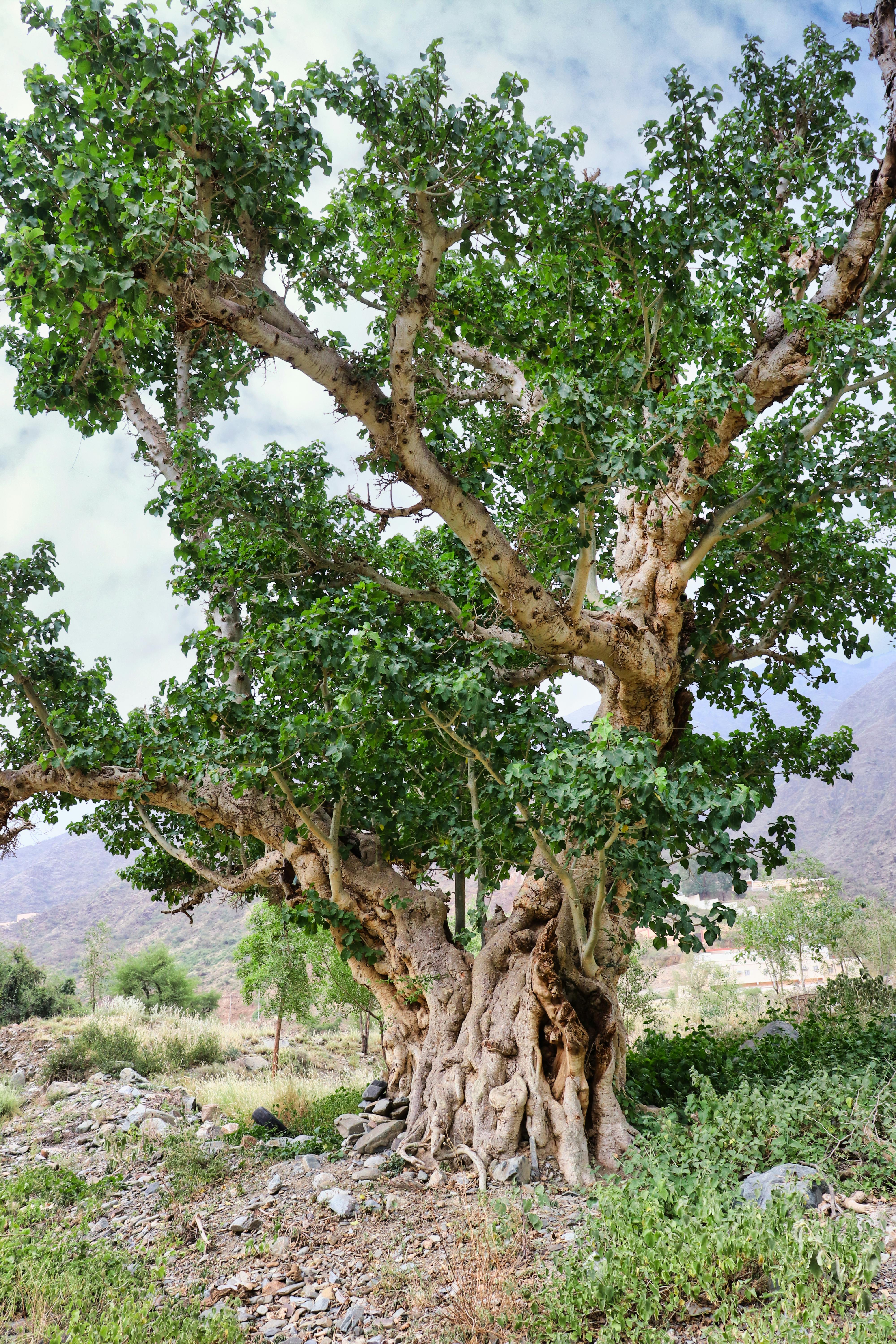 Makkah Greenery Photos, Download The BEST Free Makkah Greenery Stock ...